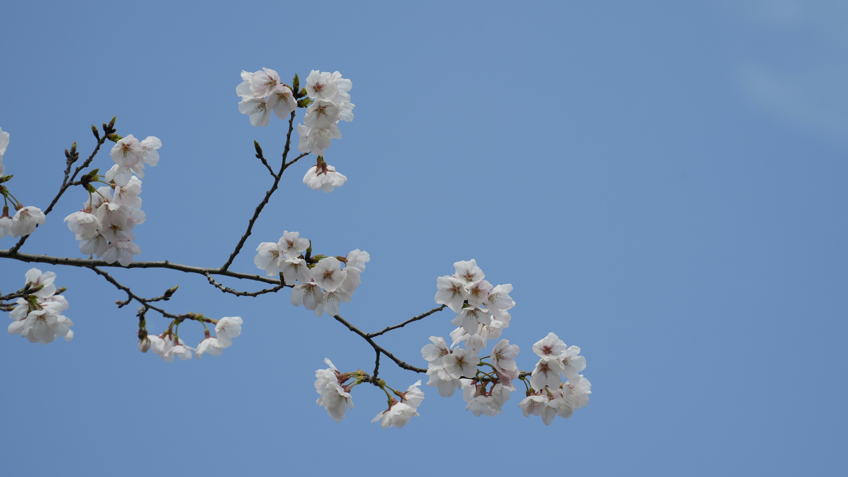 Blossoms Against a Clear Blue Studio Sky