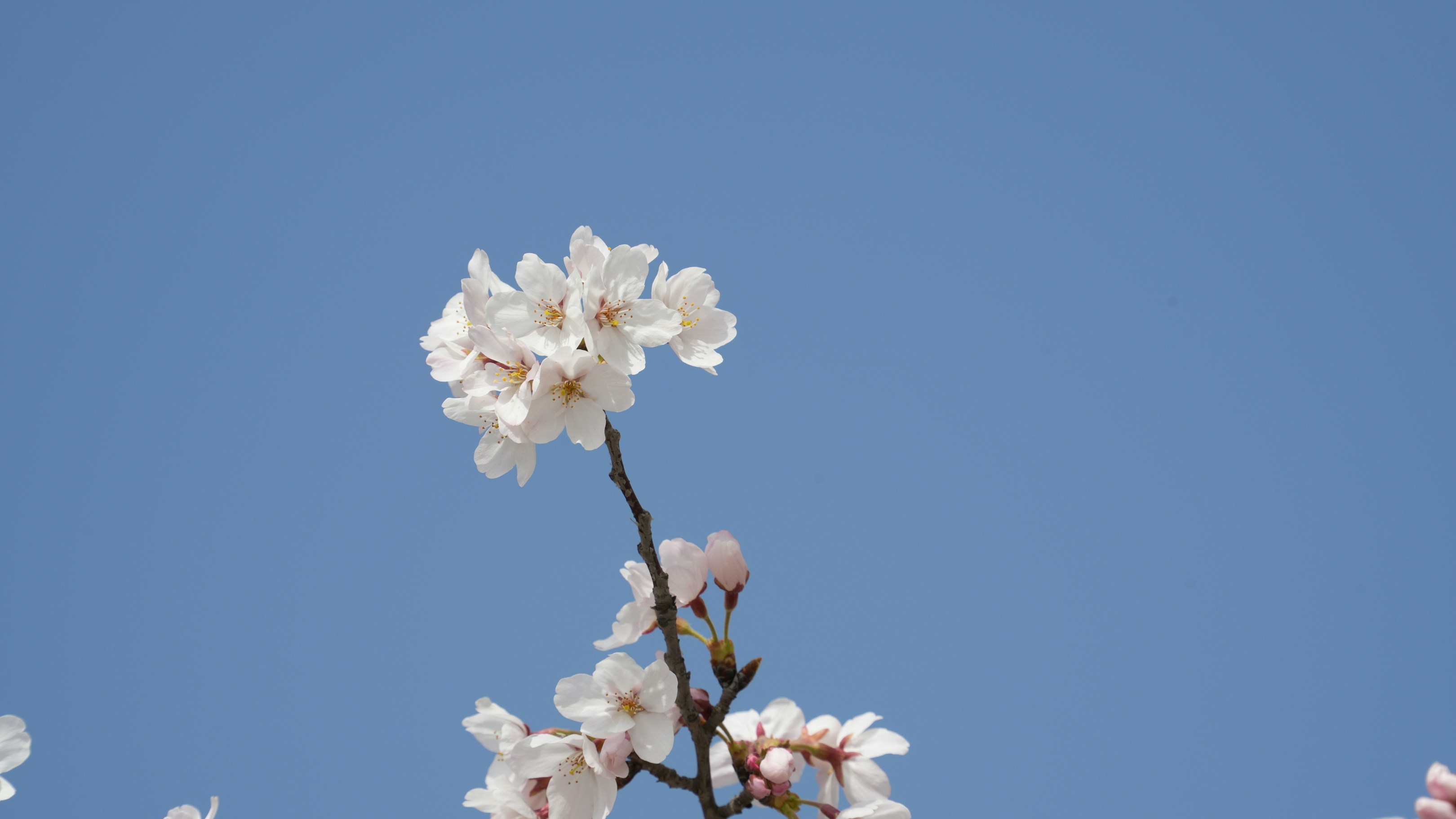 White blossoms against a clear blue sky