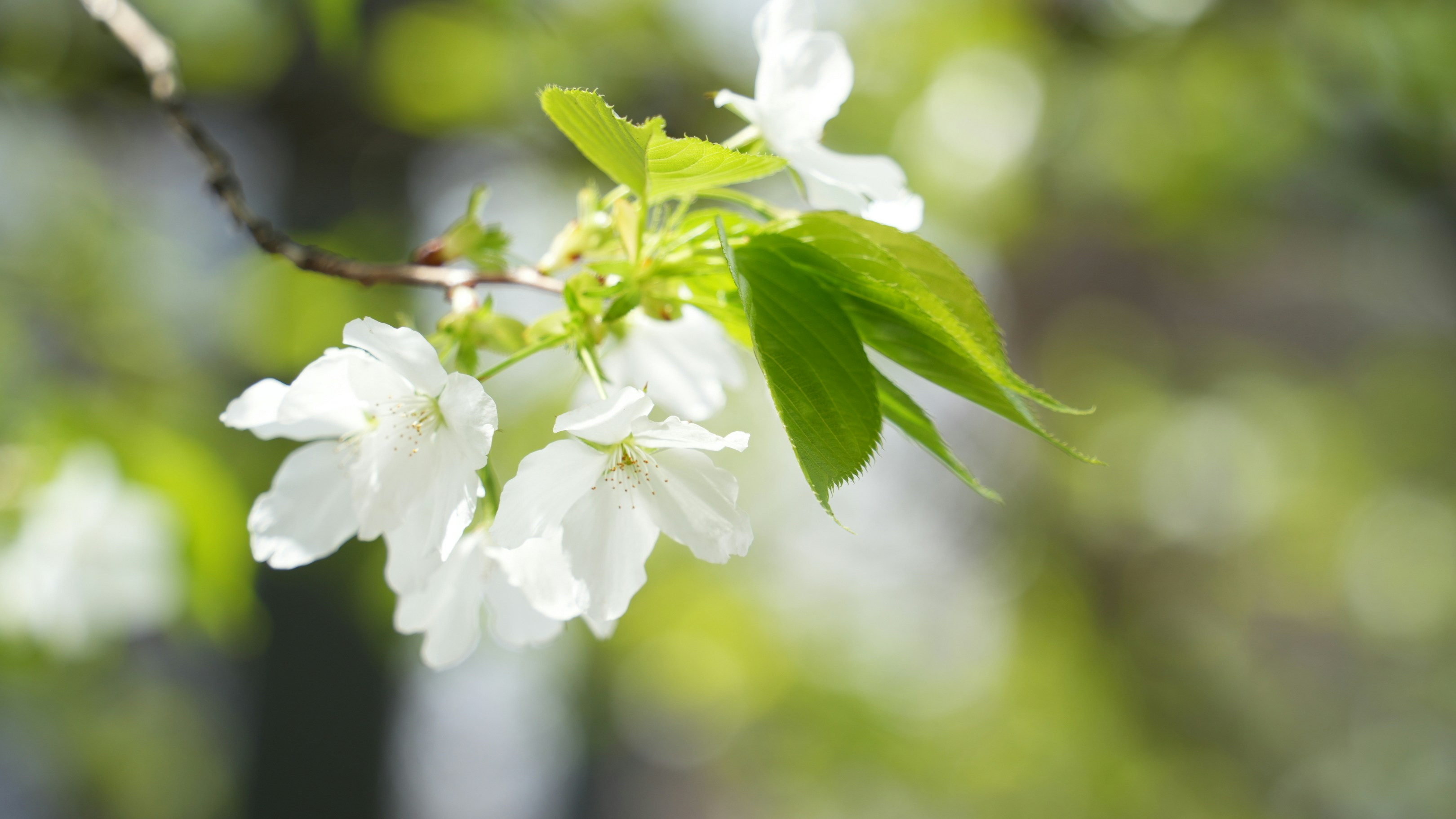 Petal Whispers: White Blossoms in Soft Backlight