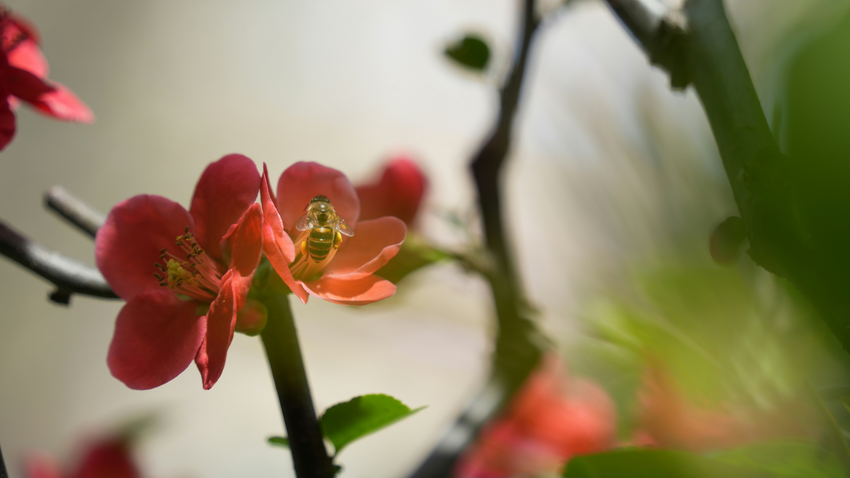 Floral Focus: A Nectar Droplet amid Crimson Petals