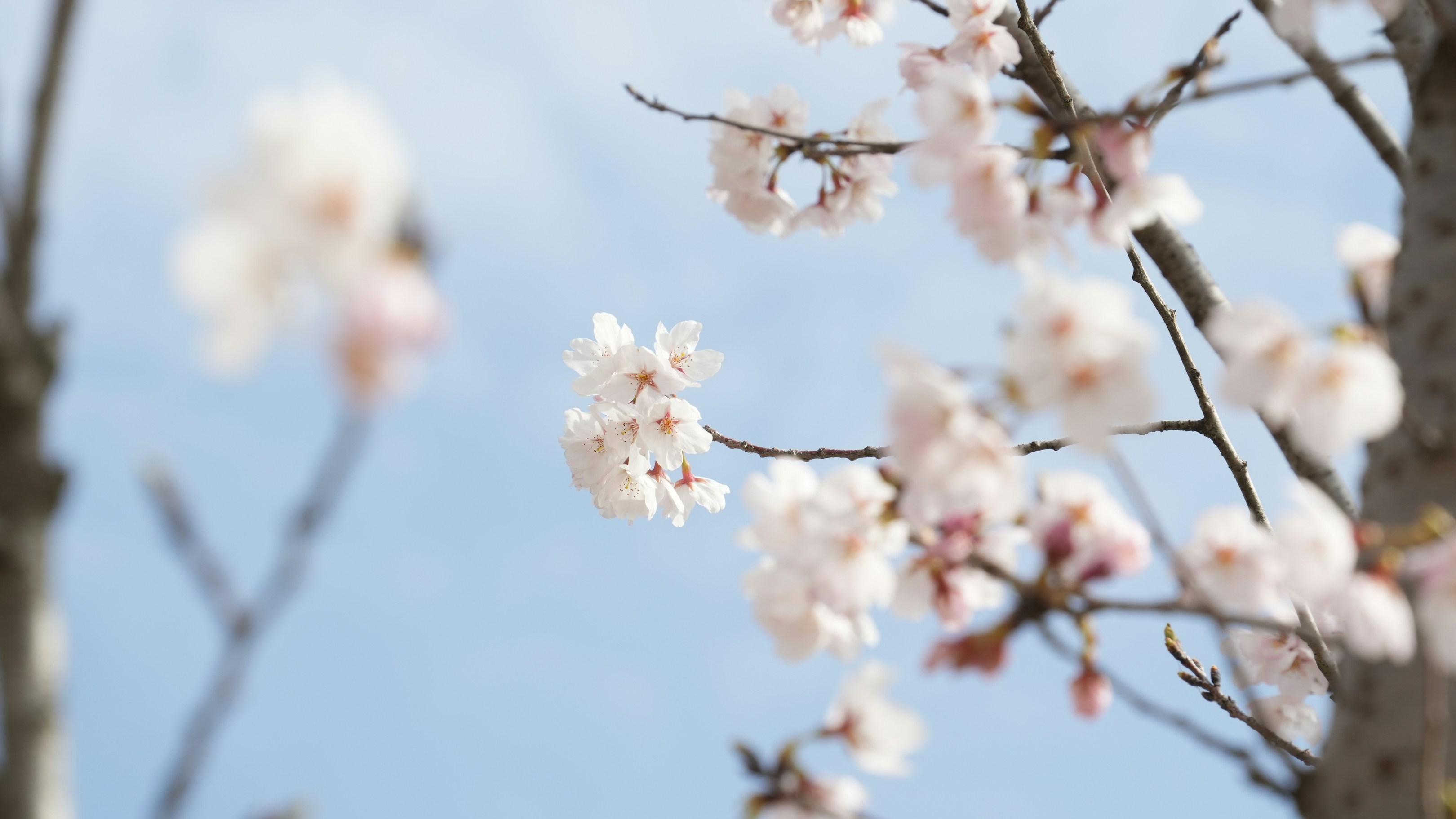 Blossoms in Soft Focus: A Quiet Moment Beneath Spring Sky