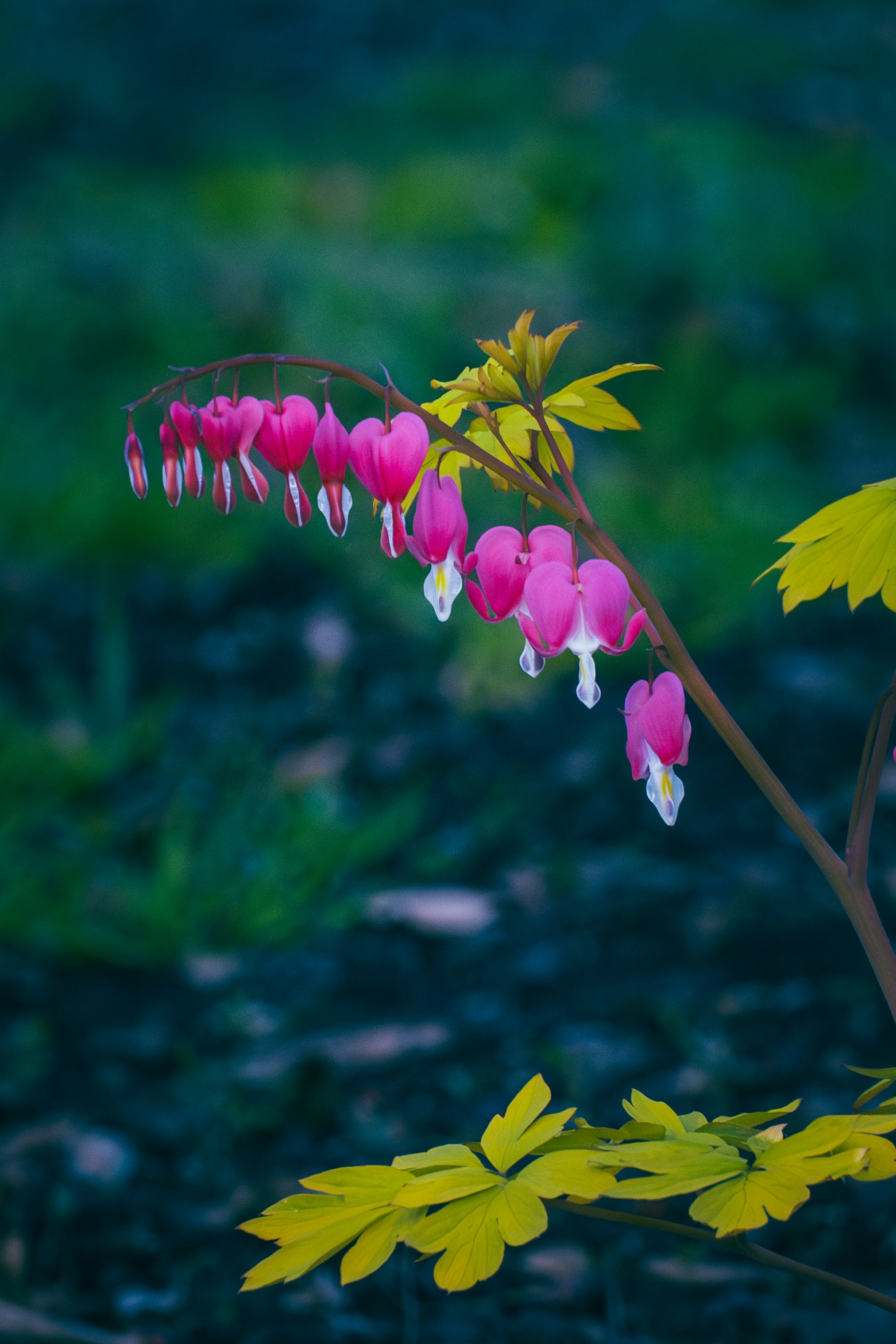 Pink Heart-Flowers on a Slender Stem