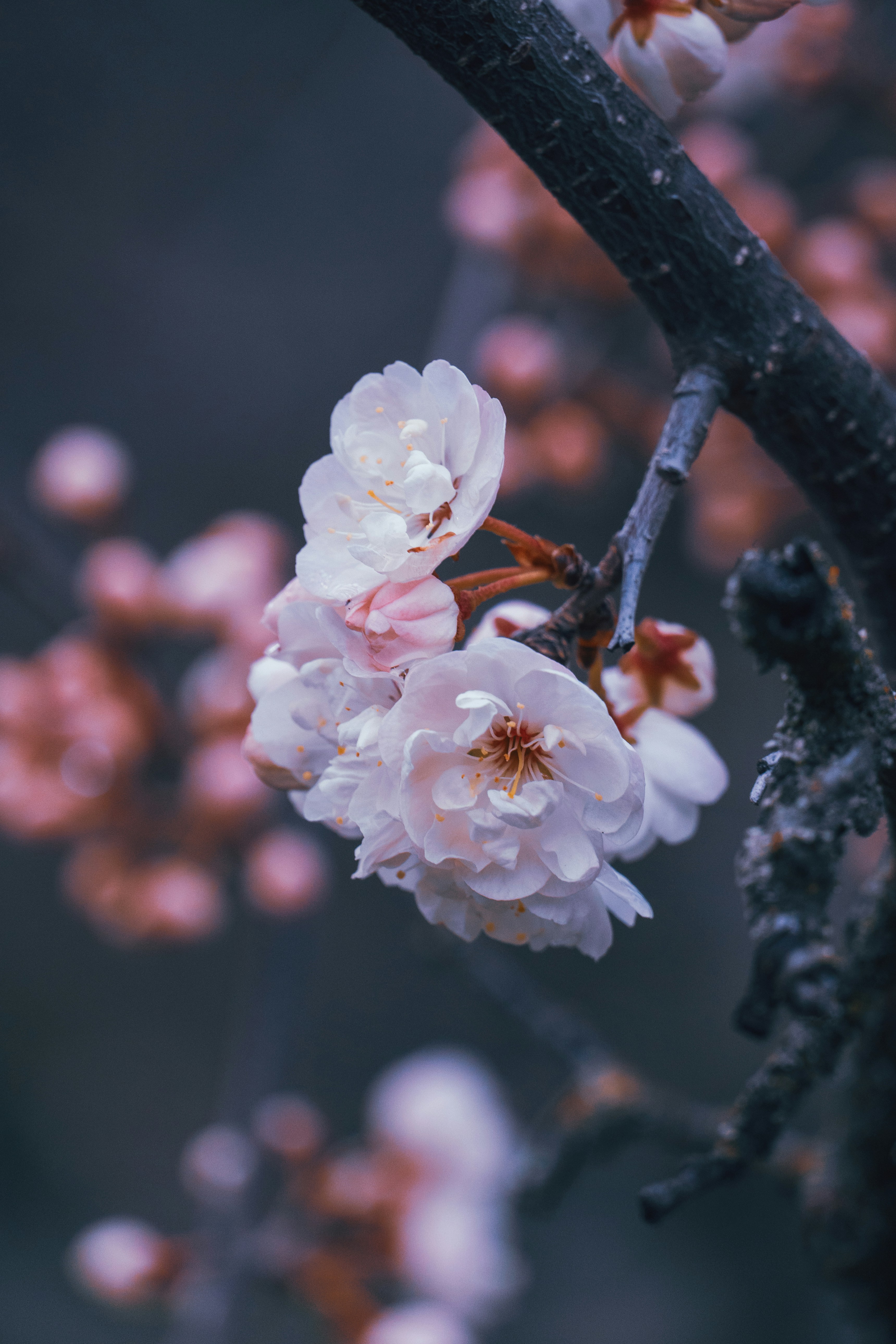 Petals in Focus: A Close-Up of Cherry Blossom on Weathered Branch