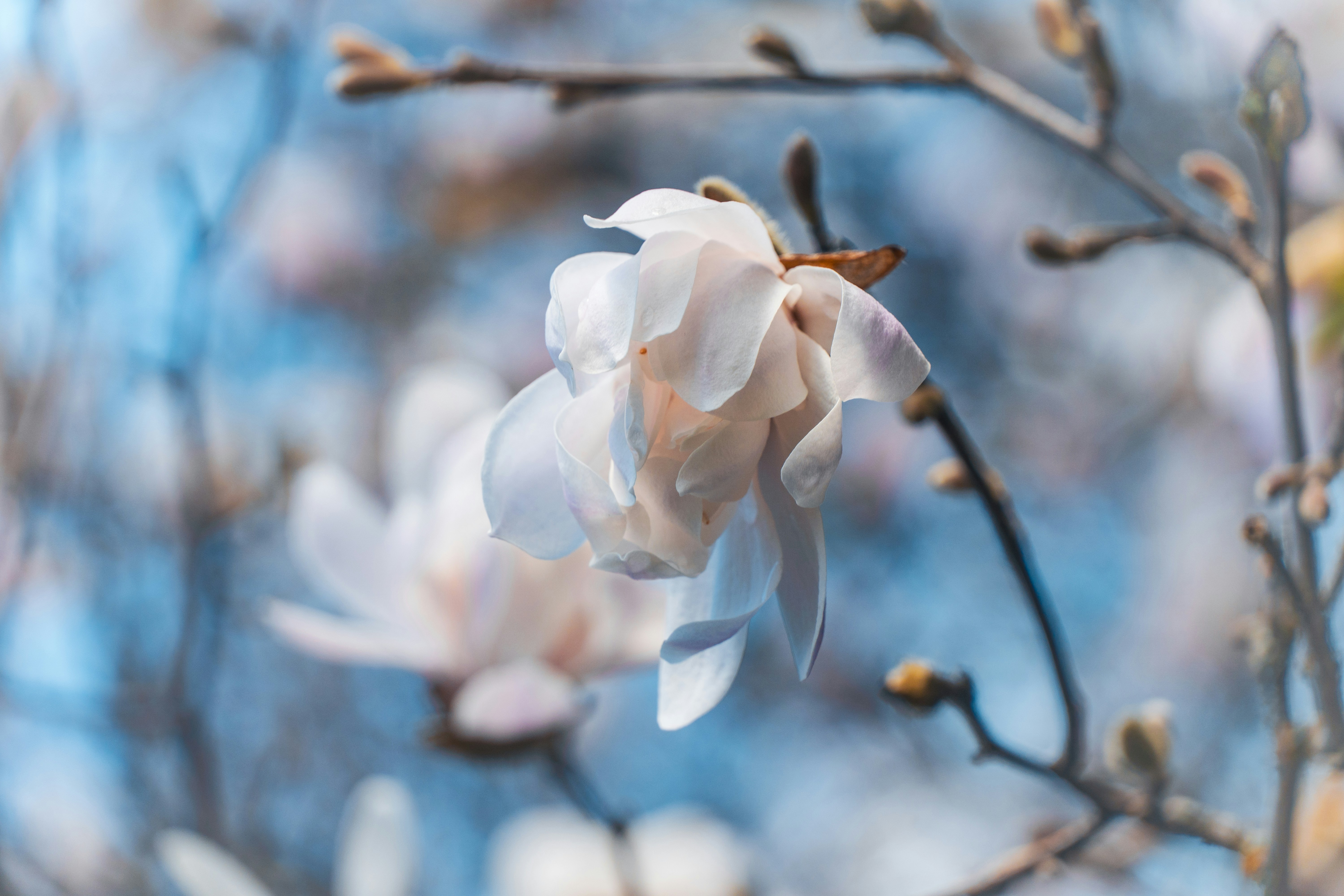 Petal in Focus: Blooming Magnolia Against a Dreamy Blue Backdrop