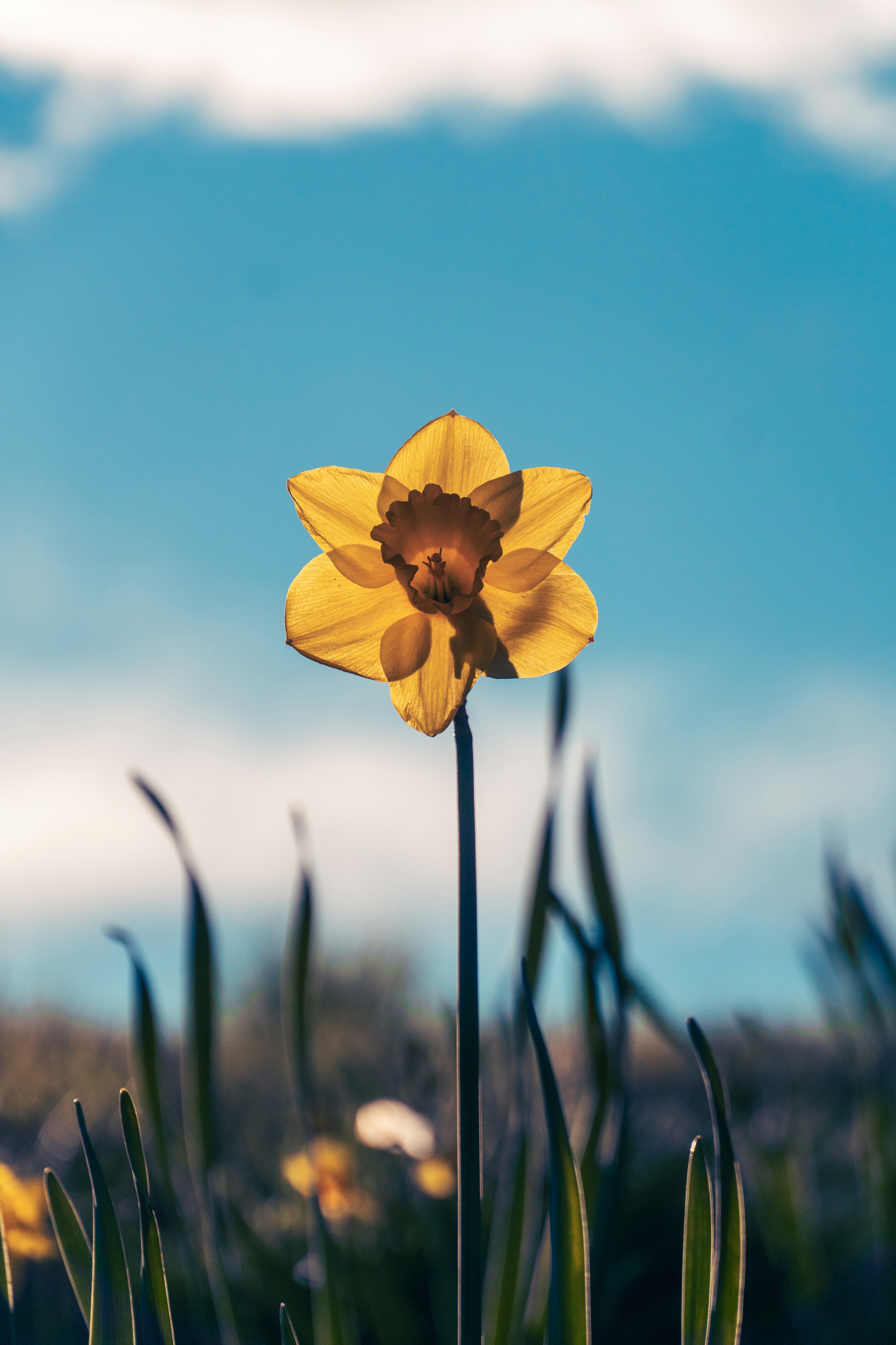 Sunlit Daffodil Crown in a Clear Sky
