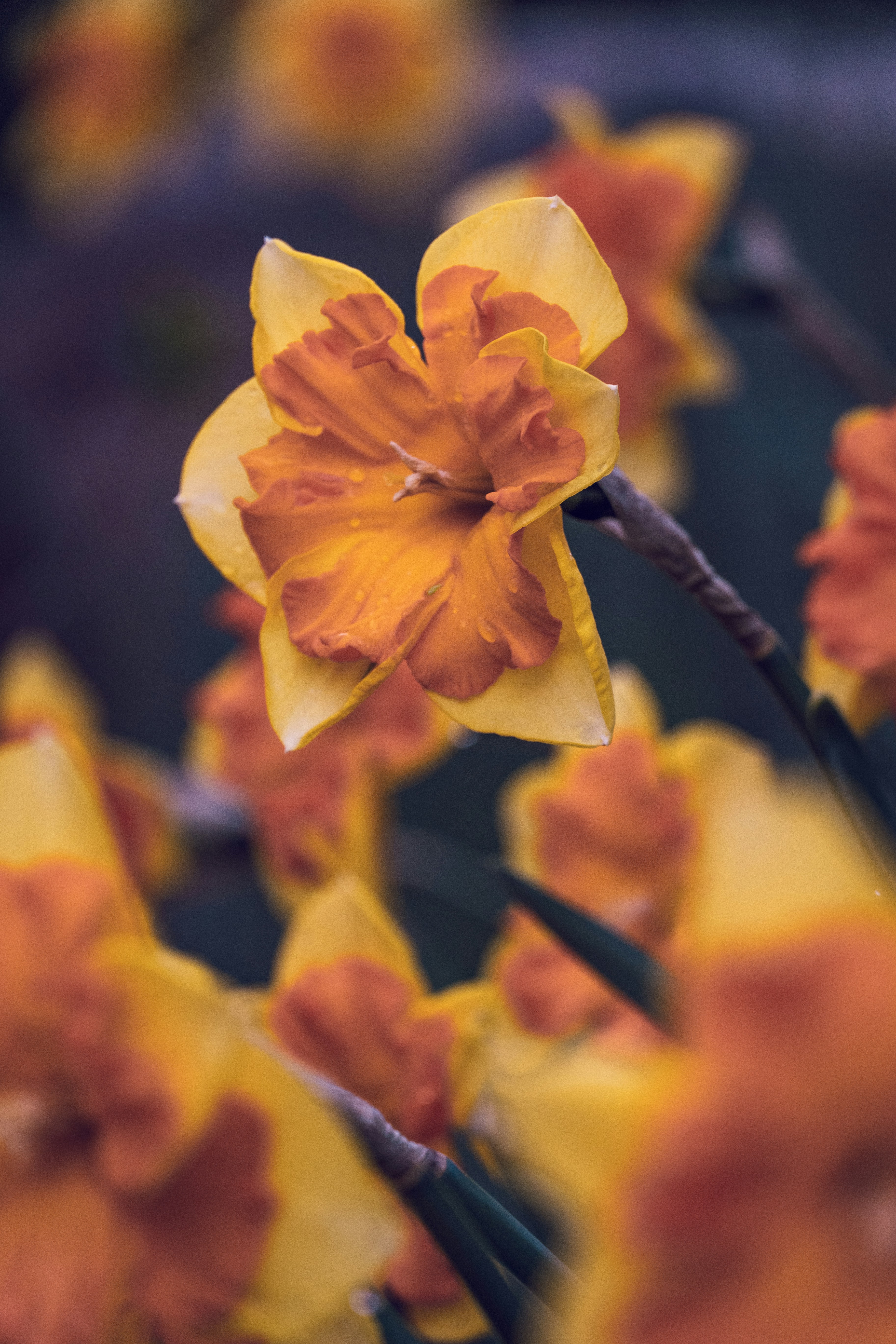 Golden Trumpet in Soft Focus