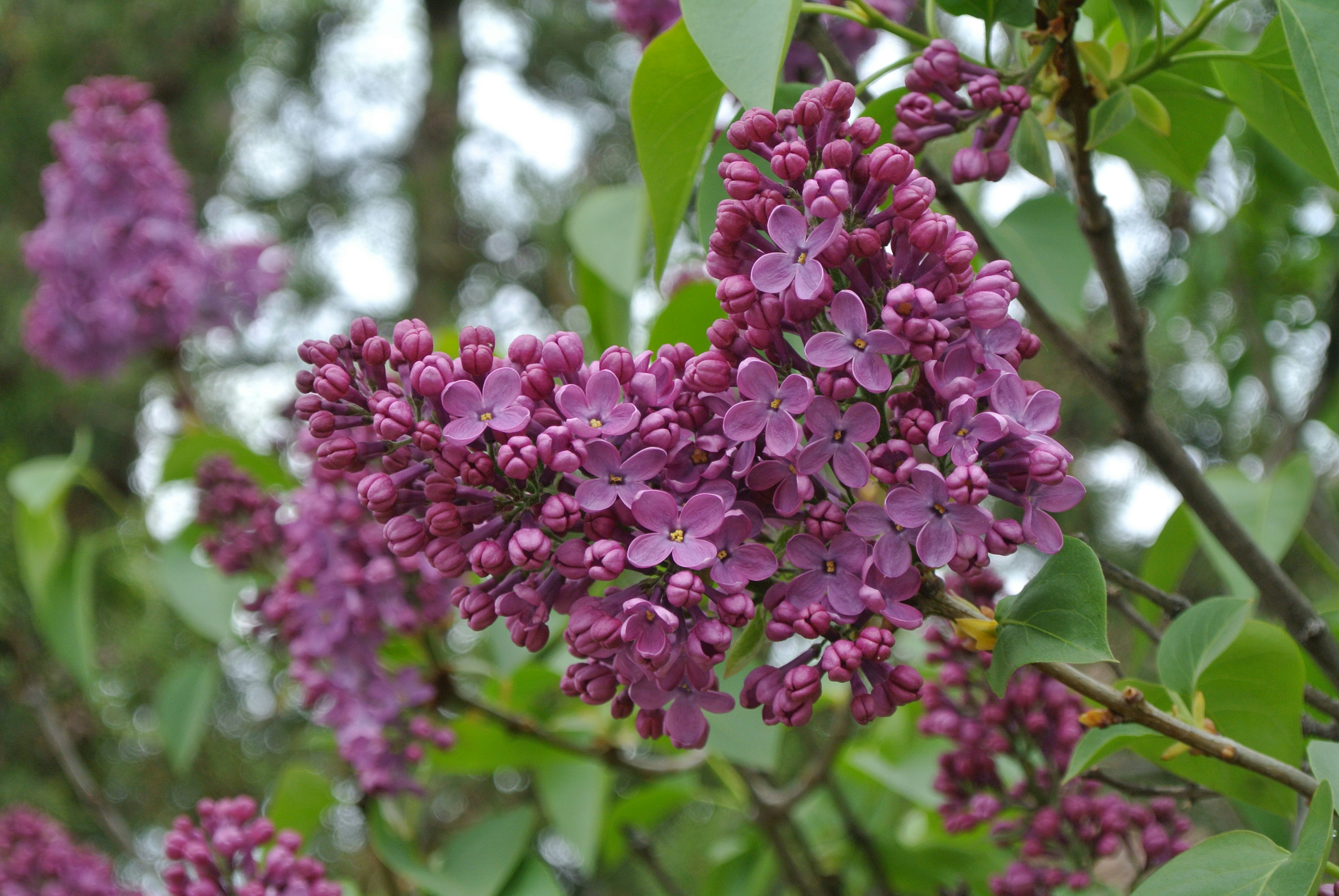 Purple Lilac Cascade in Spring Light
