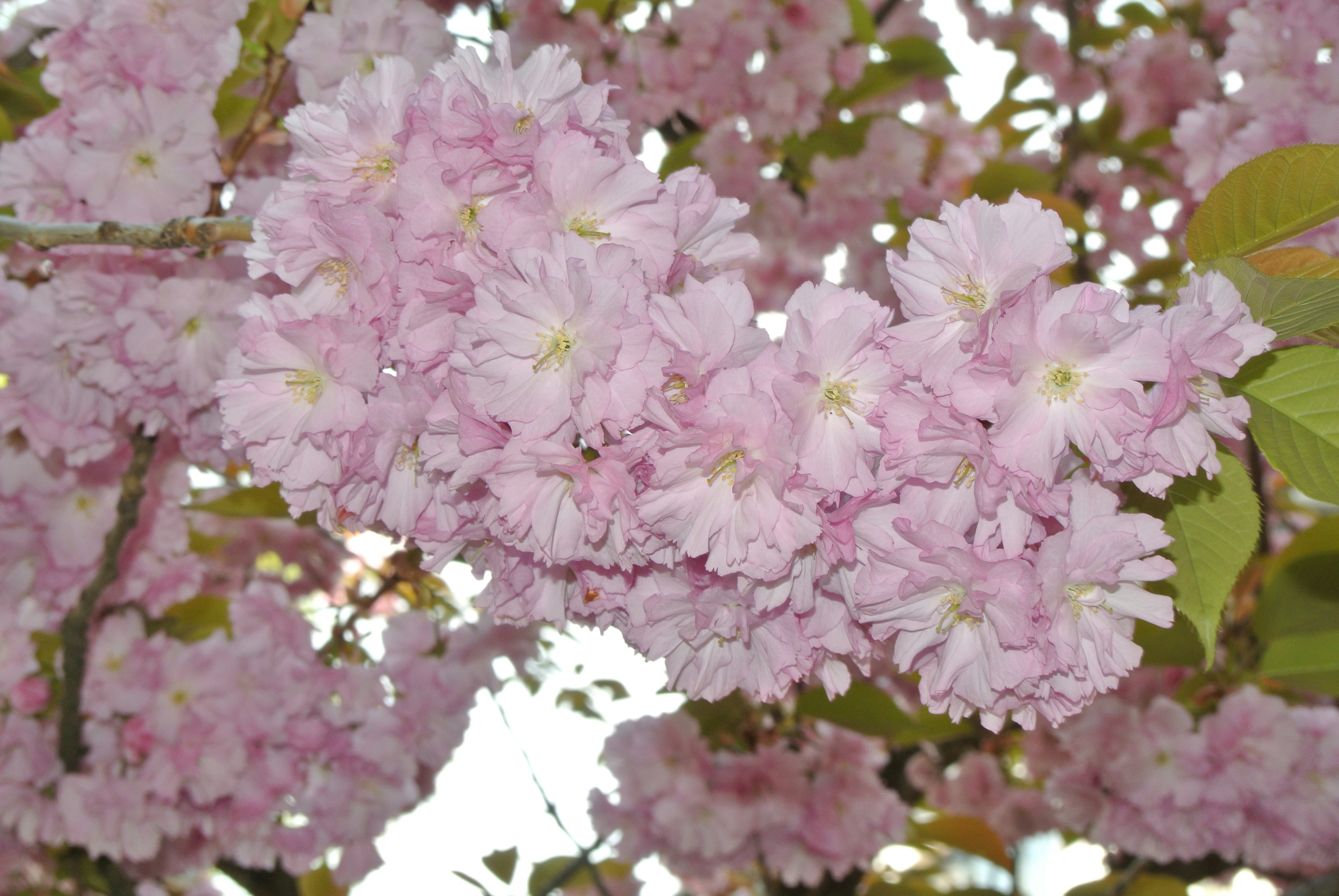 Blush Cascade: A Close‑Fire of Pink Blossoms on Spring Branches