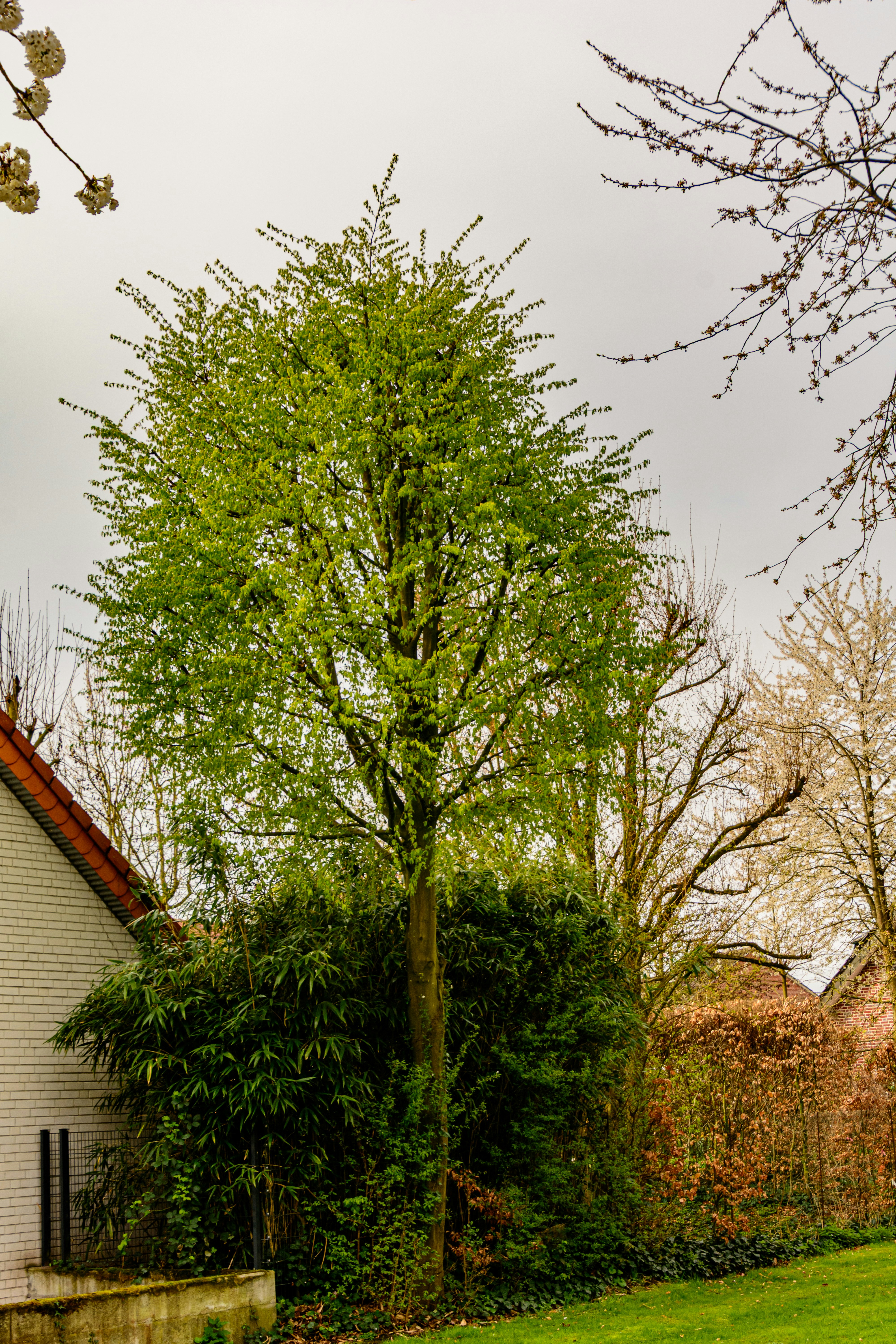 Verdant Tree Crown Over a Quiet Garden Edge