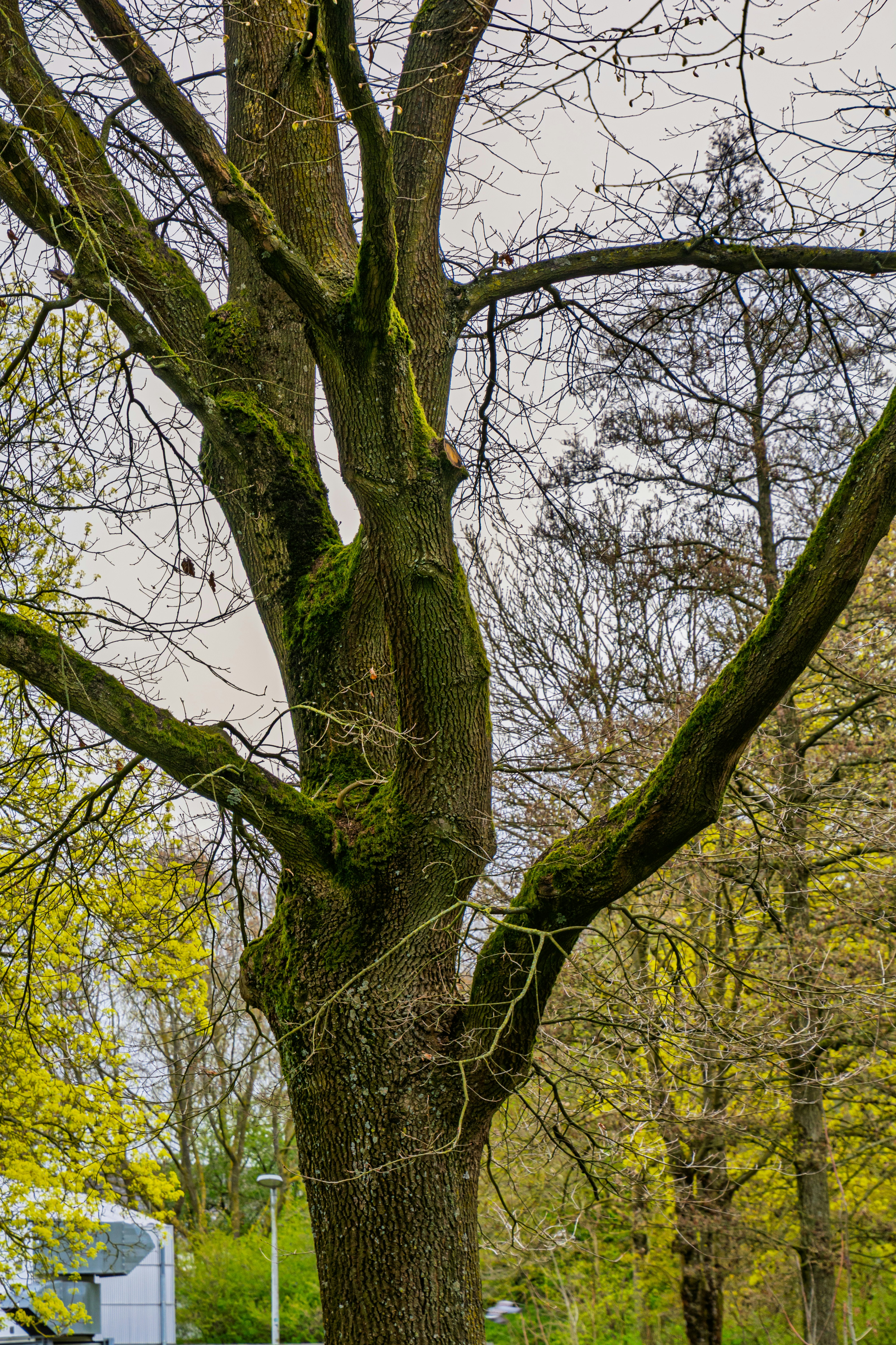 Moss-kissed Trunk: A Quiet Moment in the Park