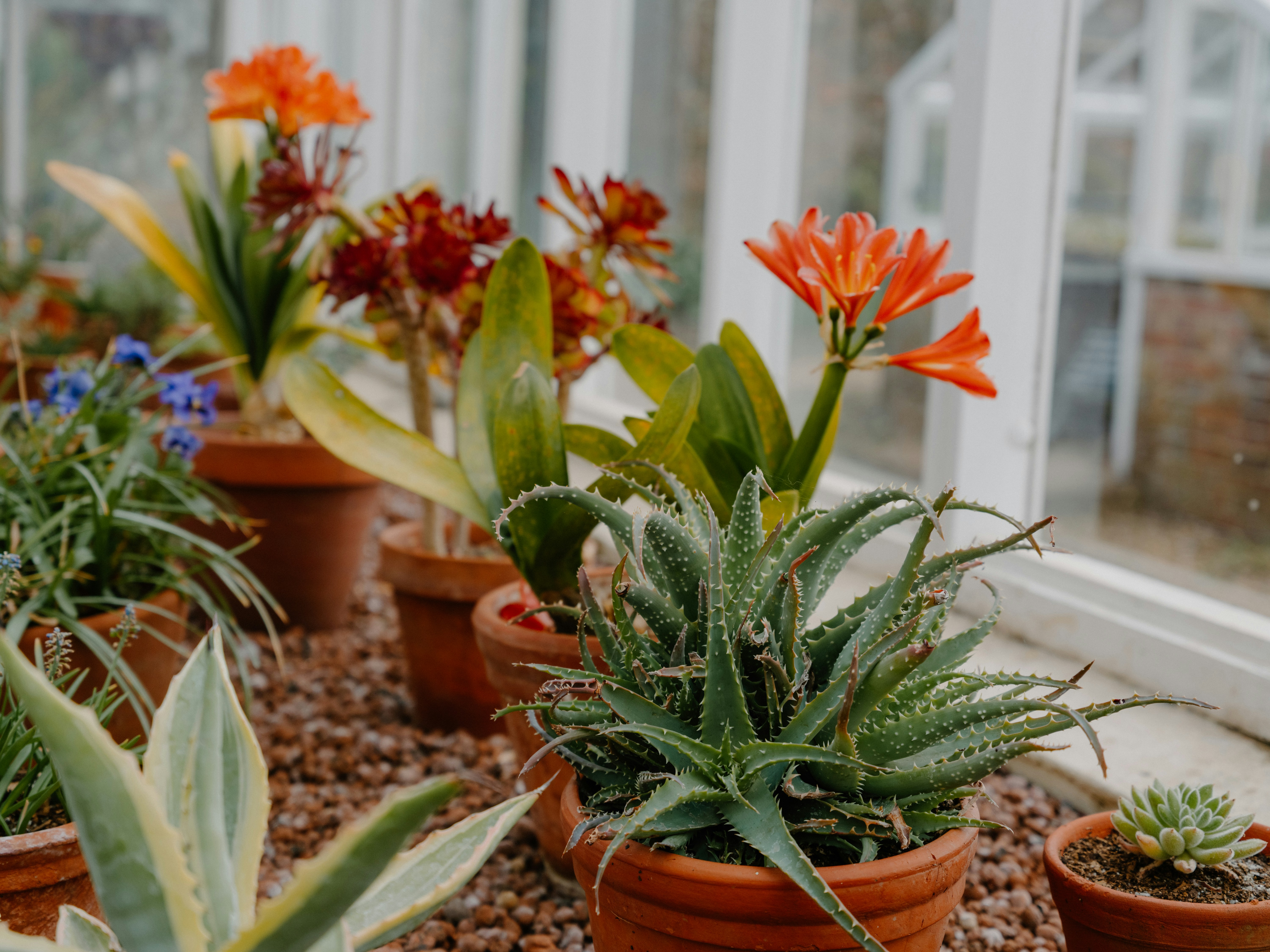 A Treasury of Succulents by the Conservatory Window