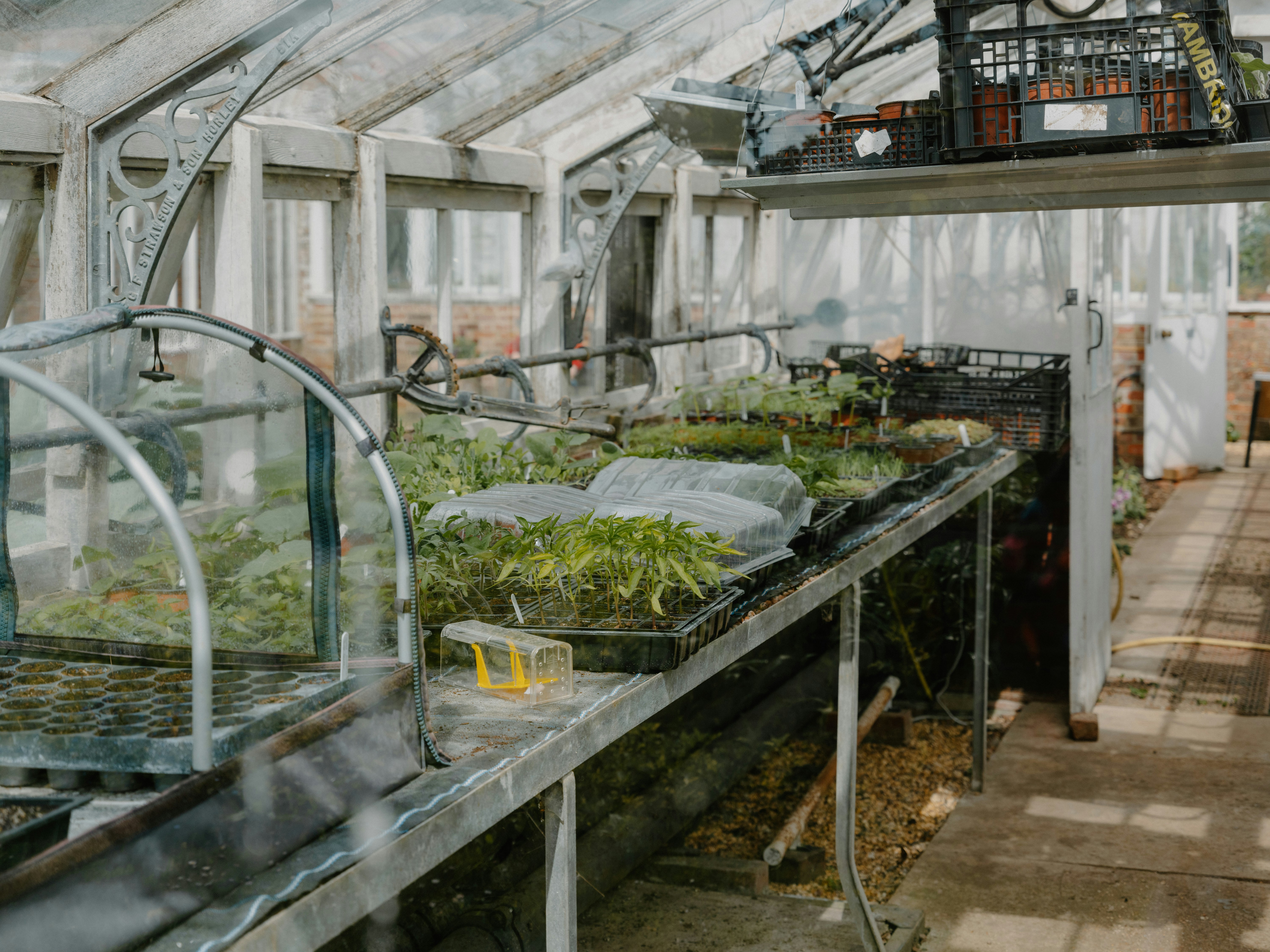 Greenhouse Cultivation: Rows of Seedlings Under Glass