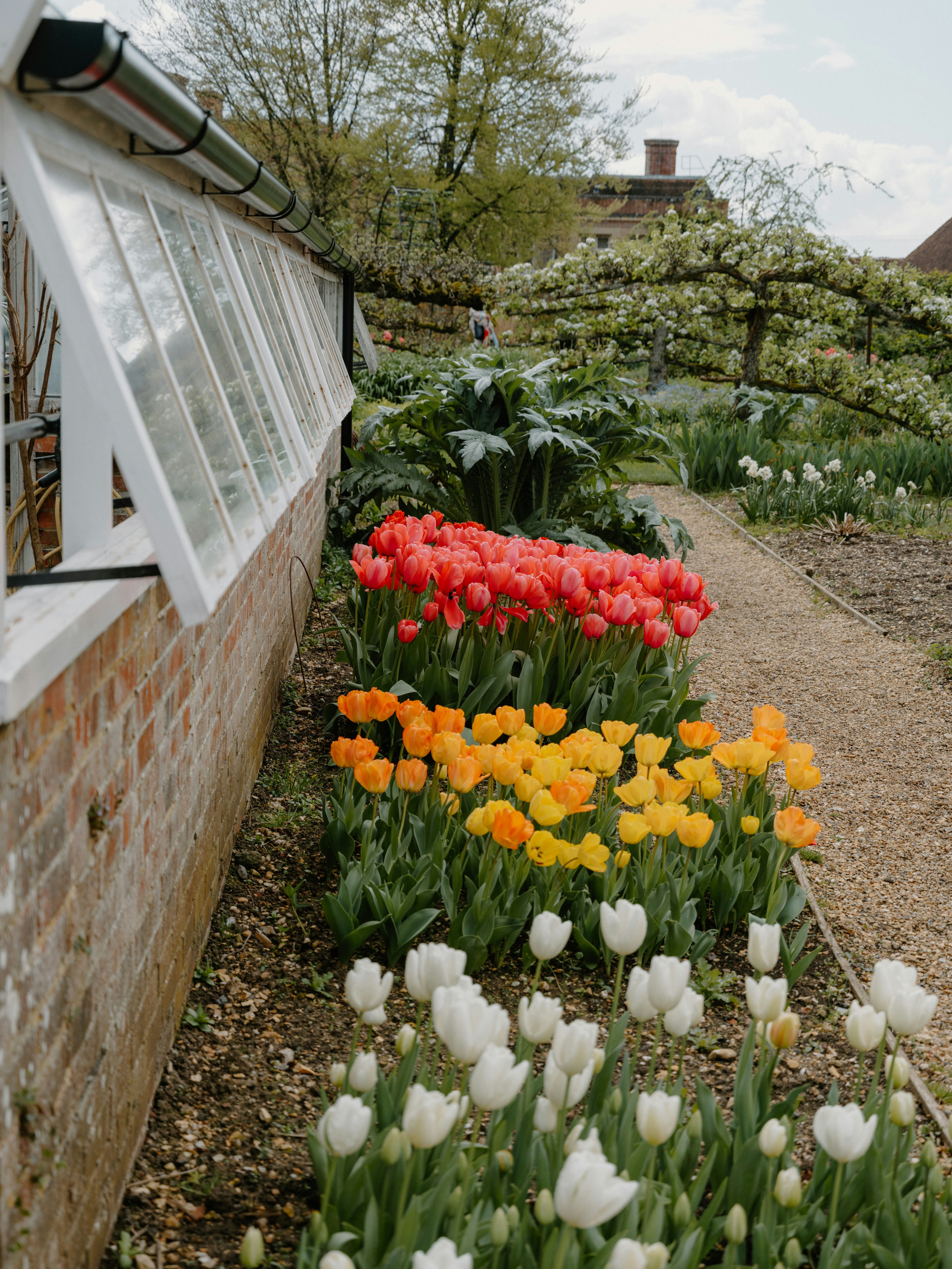 Tulips at the Conservatory Pathway