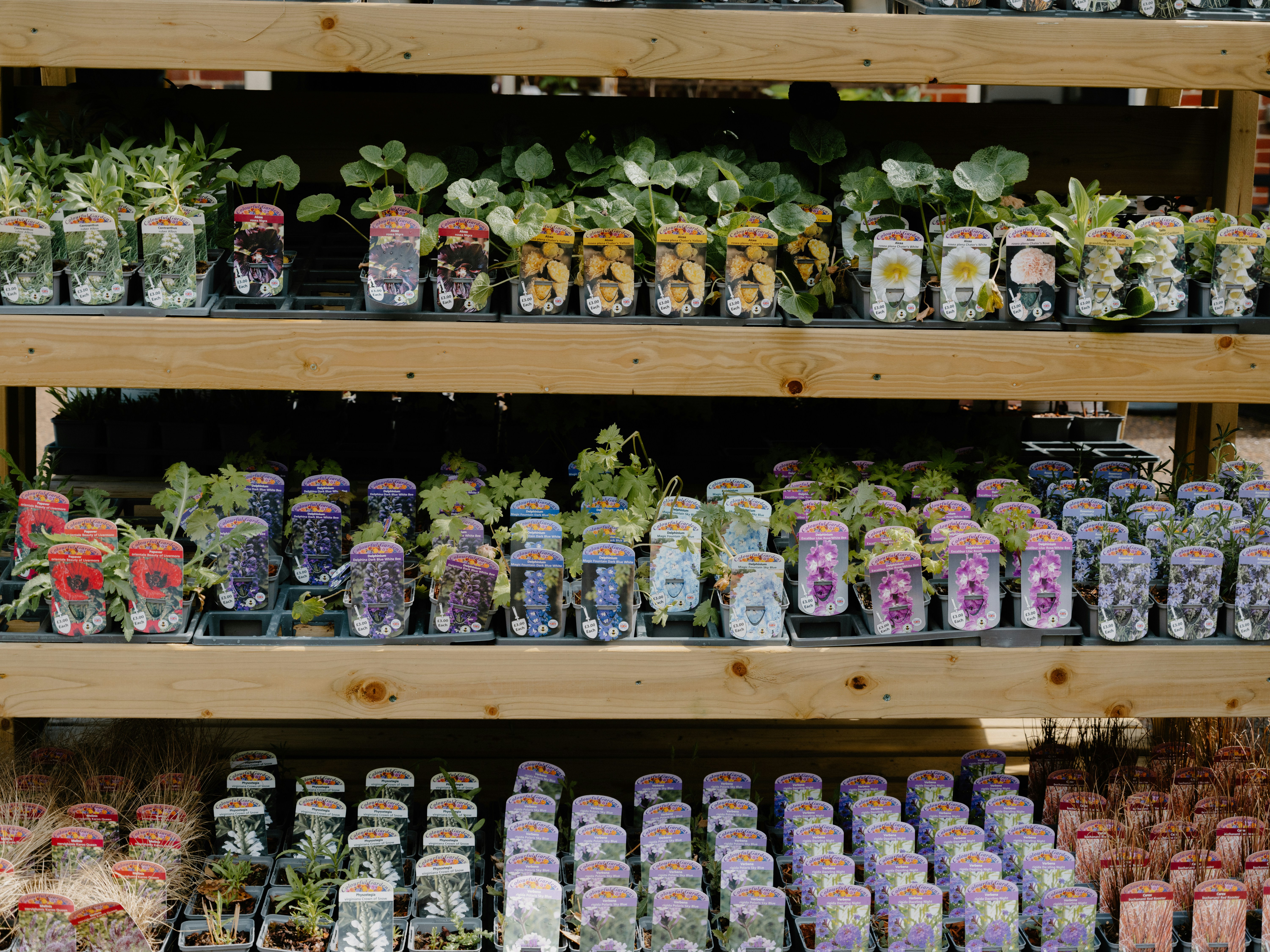 Rows of Seedling Pots on Farm-Shelf Tiers