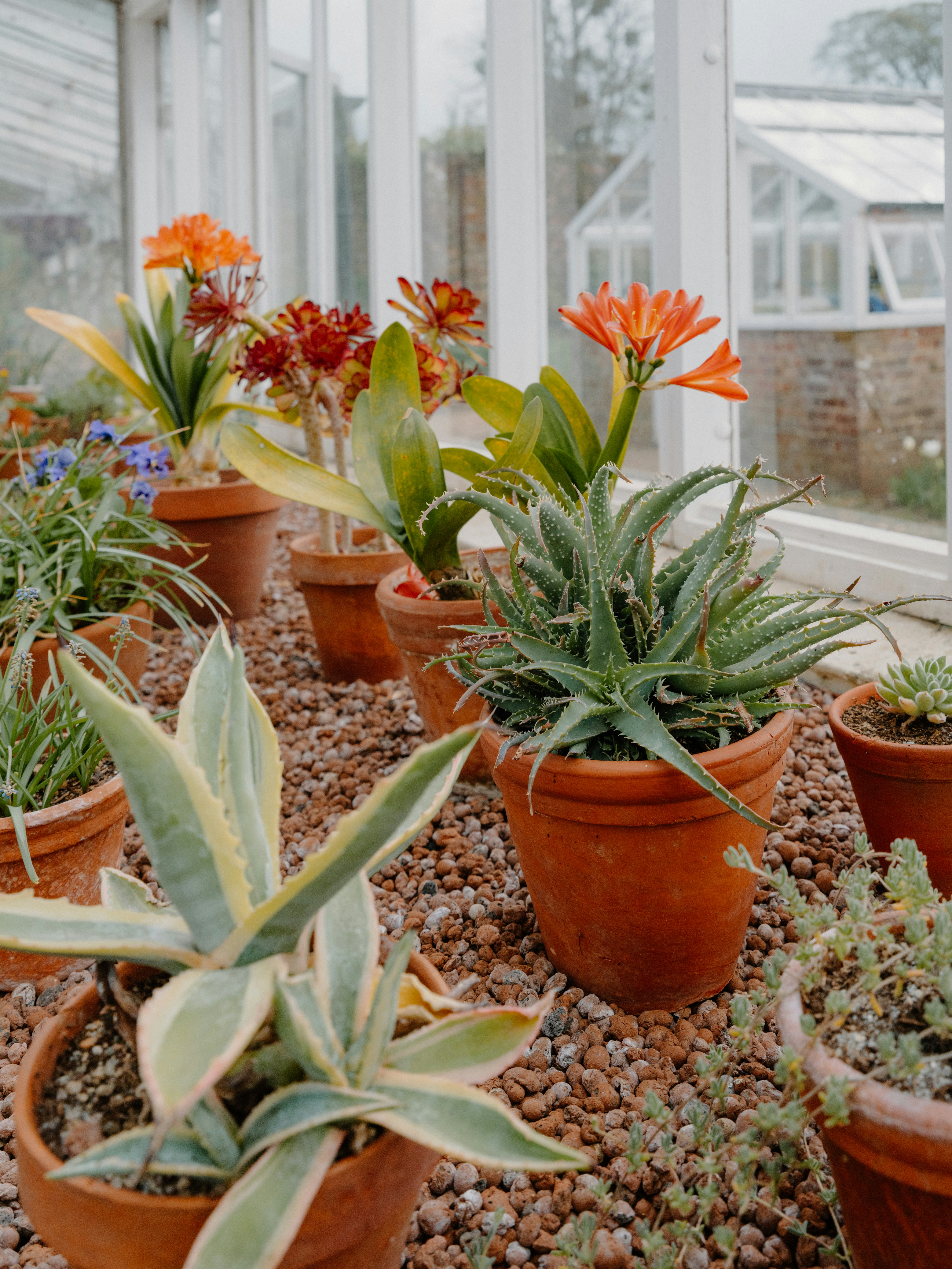 Desert Jewel in a Glasshouse: Succulents in Terracotta Verse