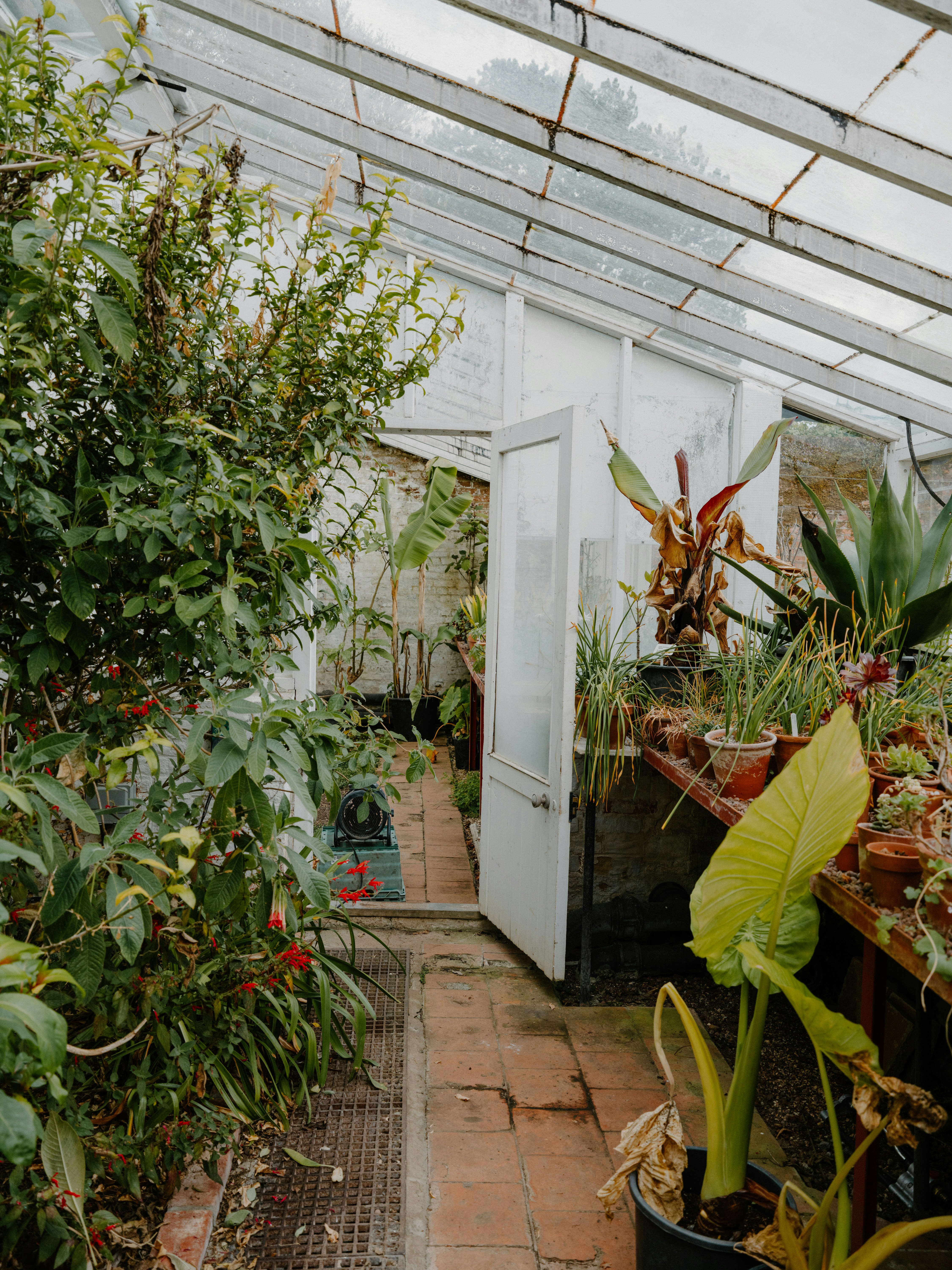 Greenhouse Corridor: A Breath of Plants and Light