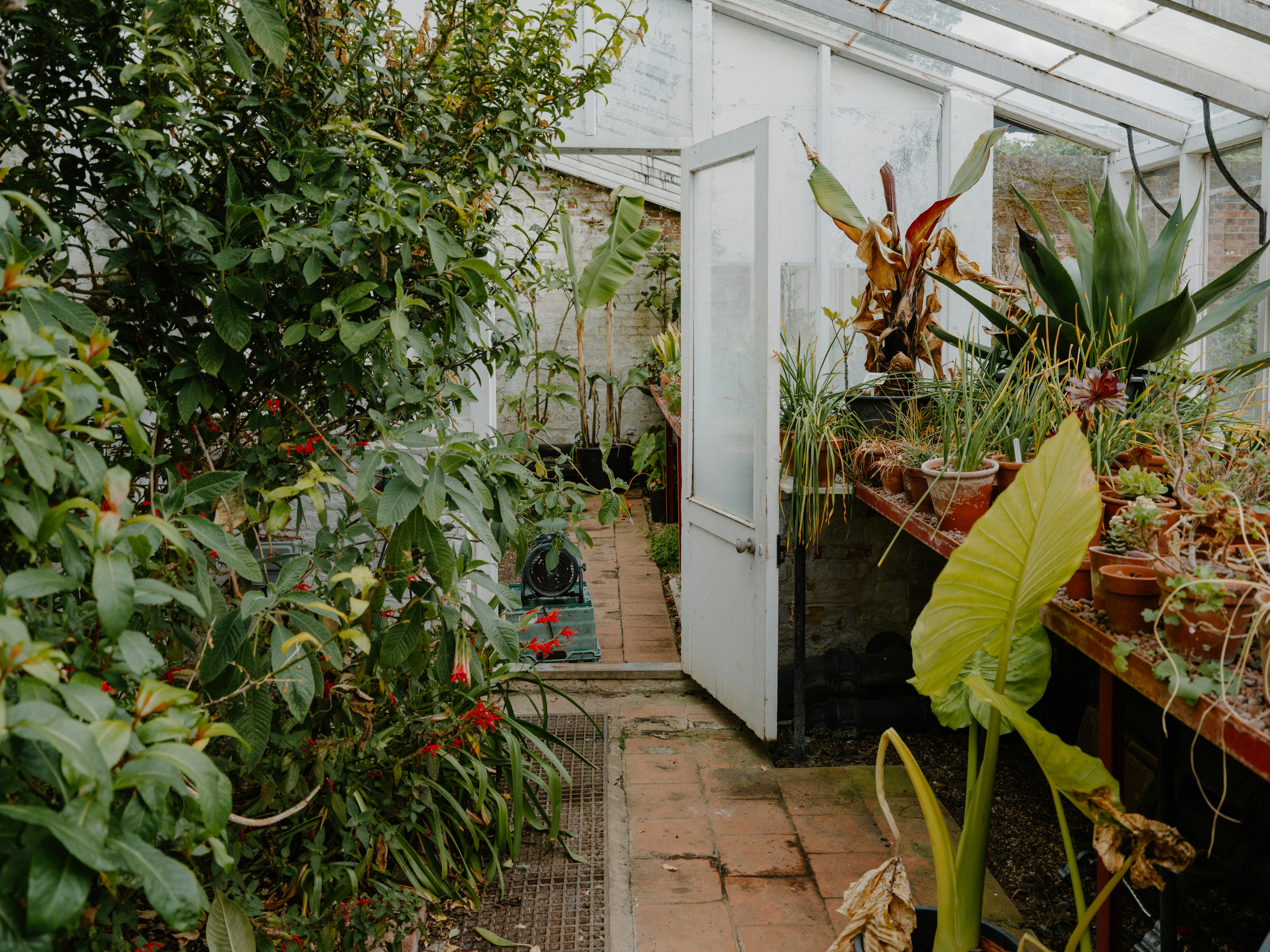 Greenhouse Corridor of Plants and Open Doors