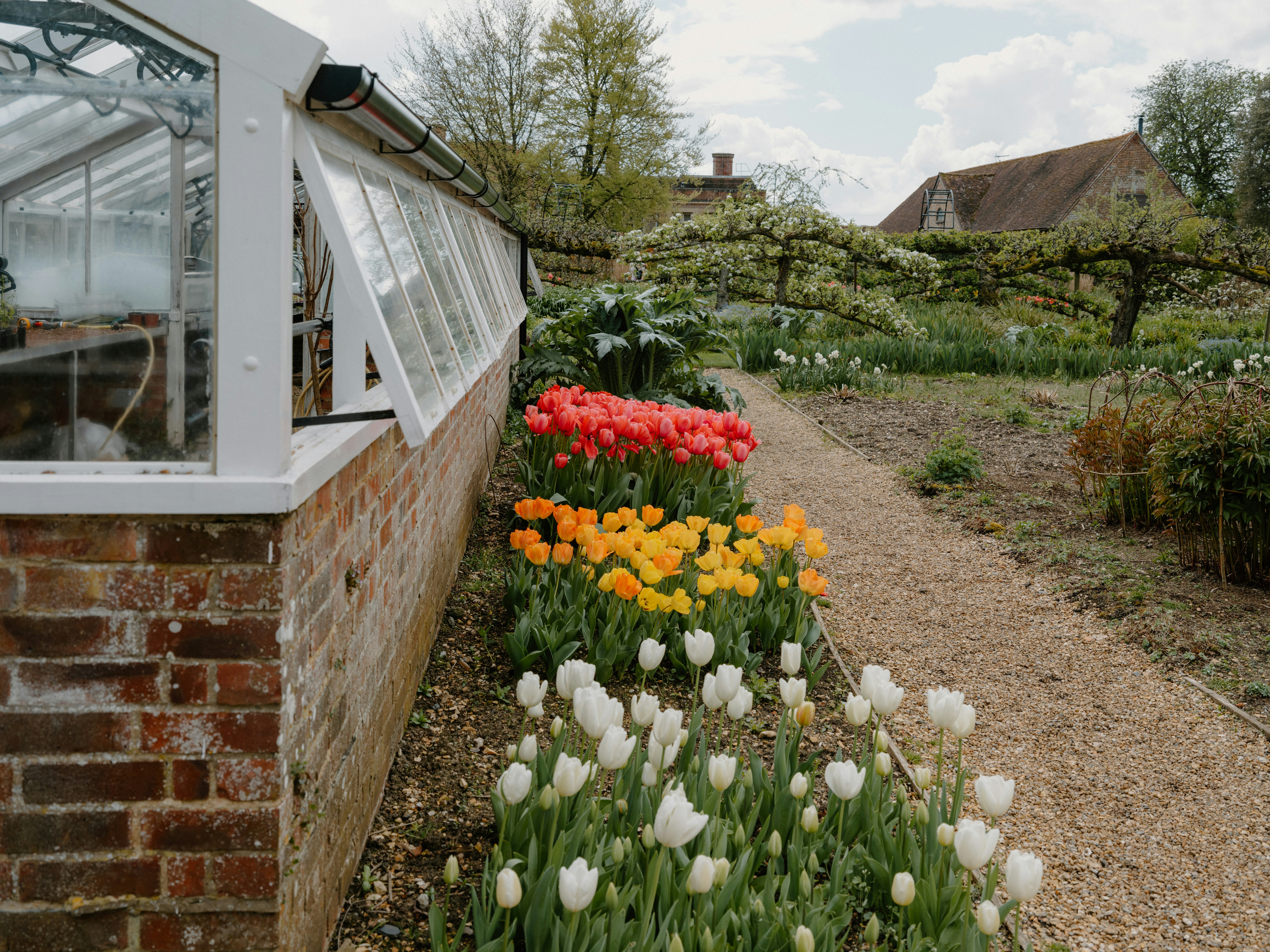Tulips in Bloom Along a Glass-Wreenched Greenhouse Path