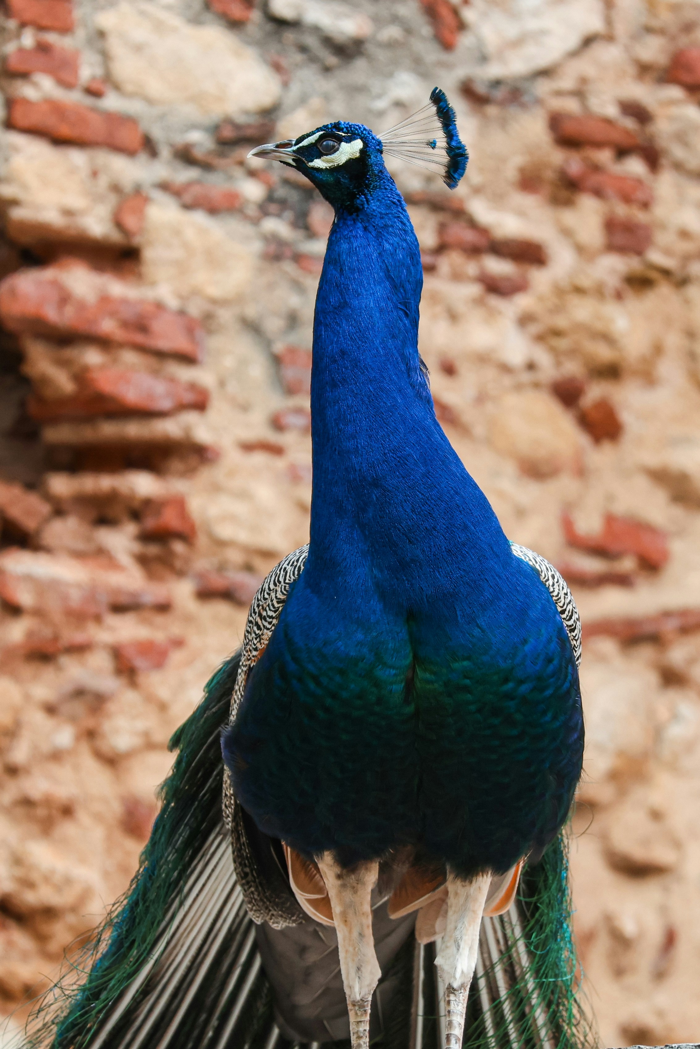 Royal Blue: Portrait of a Peacock Against a Rustic Backdrop