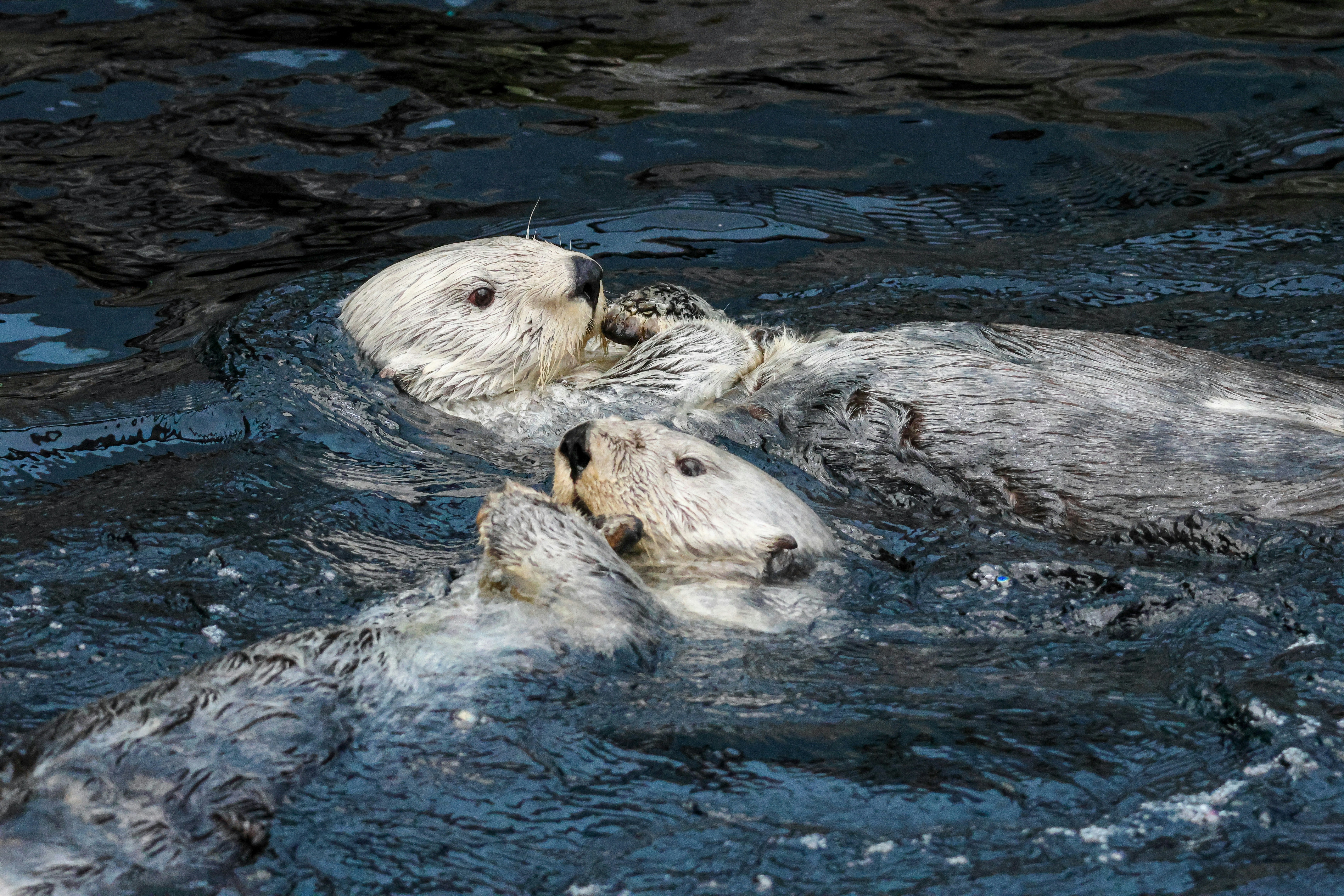 Three Harbor Seals Resting in Choppy Arctic Waters