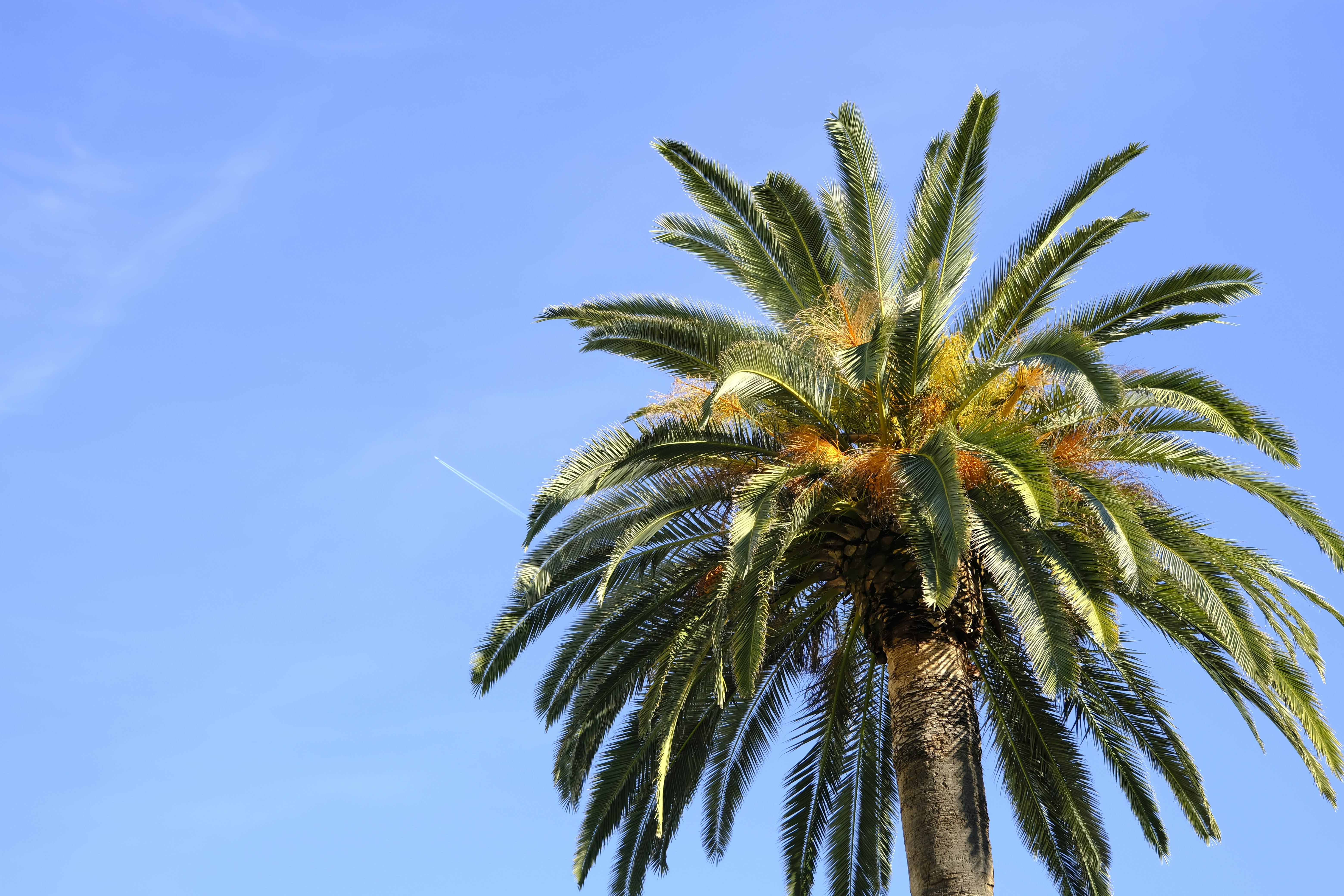 Palm Crown Under a Blue Sky