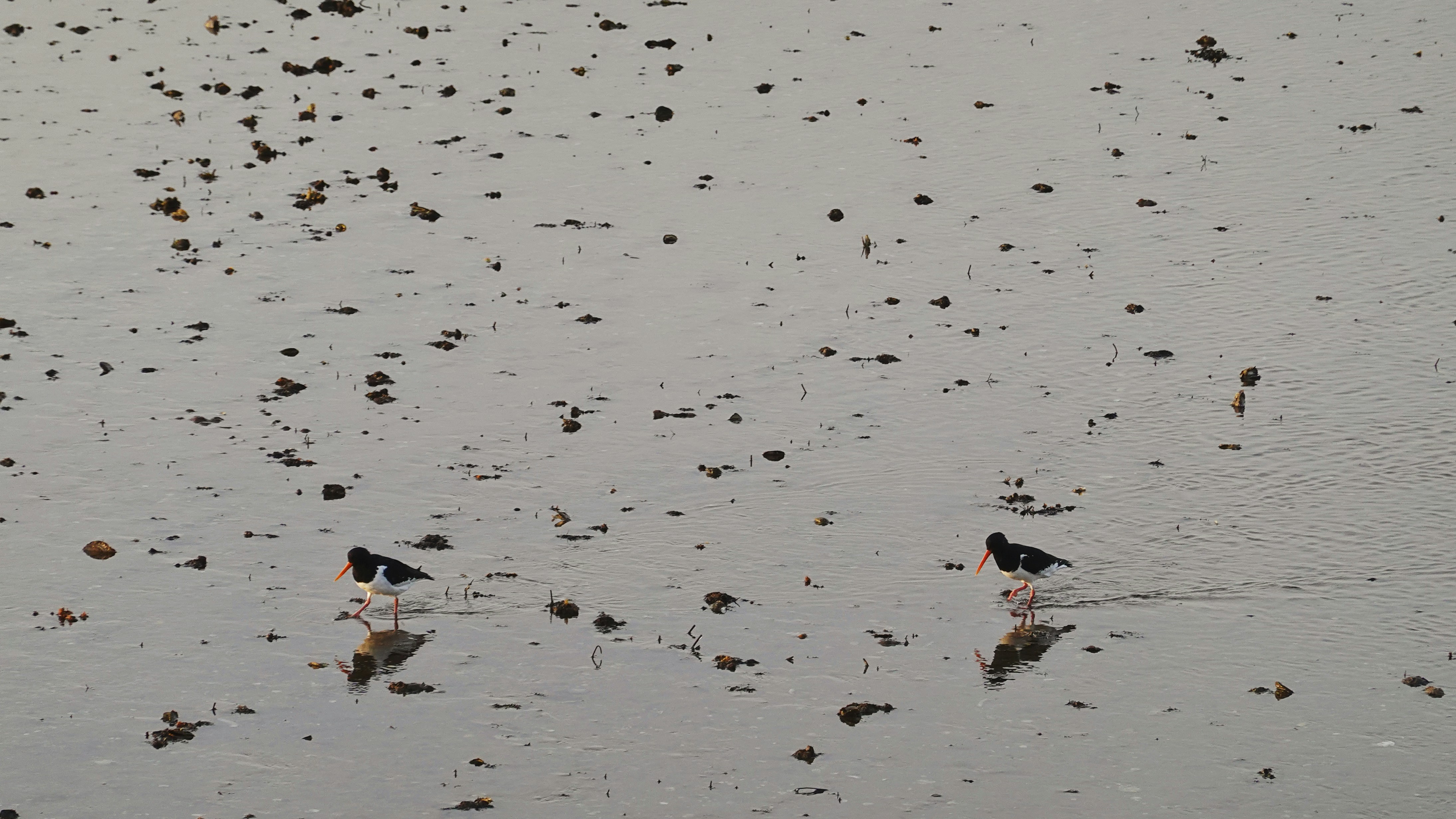 Two Shoreline Strollers on a Quiet Tidal Plain