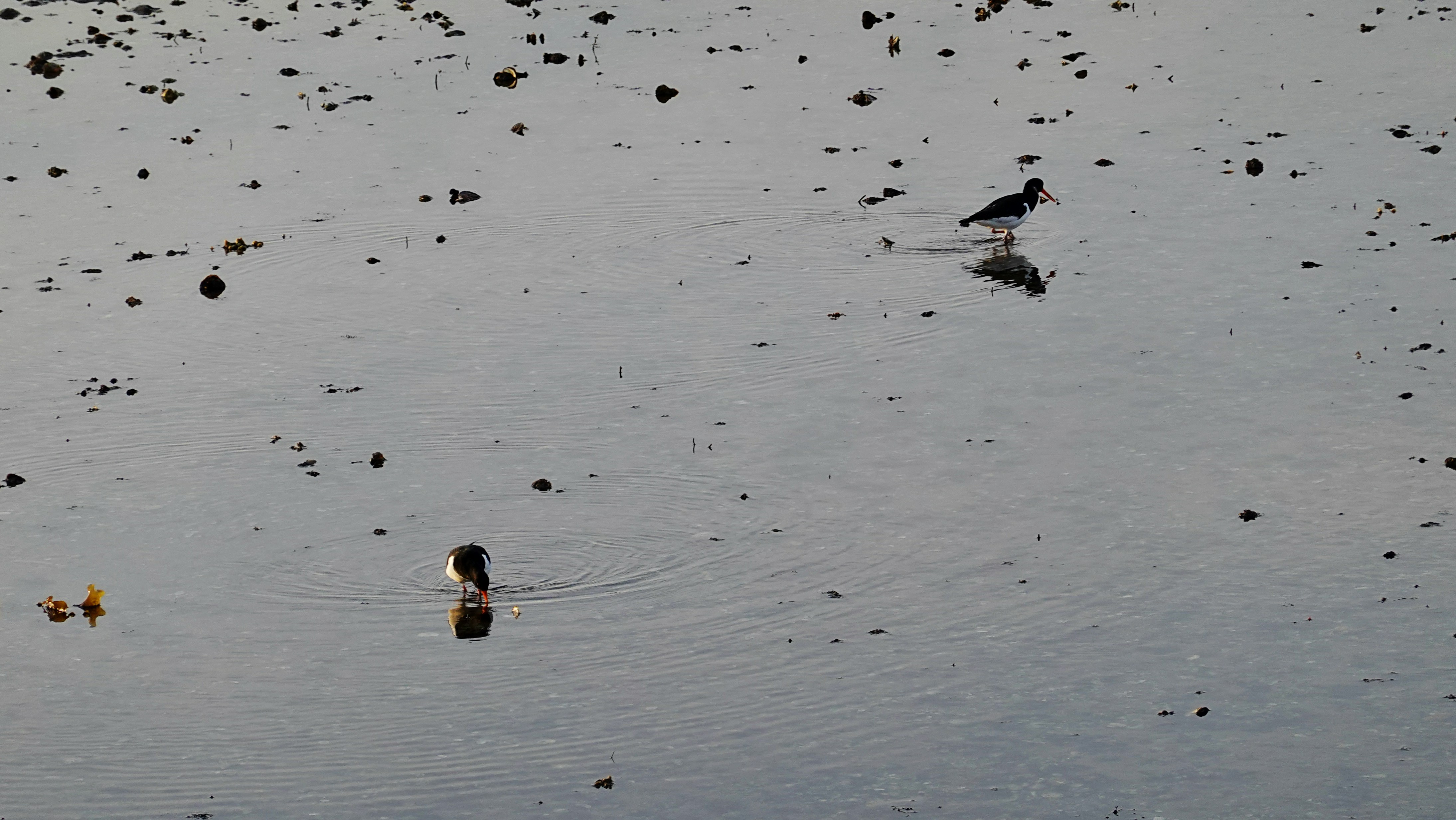 Ripples and Waders: A Quiet Shoreline Moment