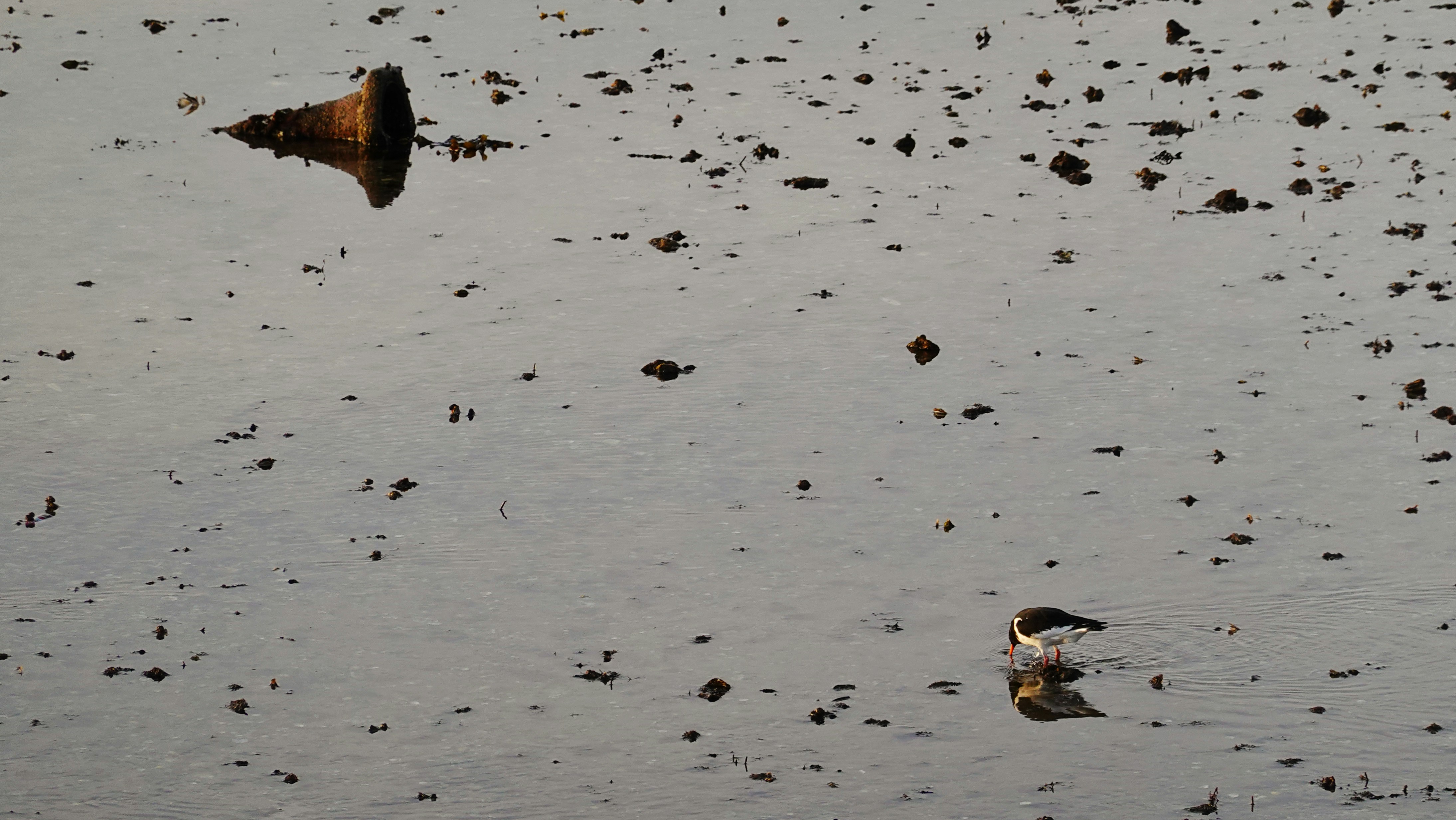 Tide-slick Glimmer: A lone shell and its mirrored echo