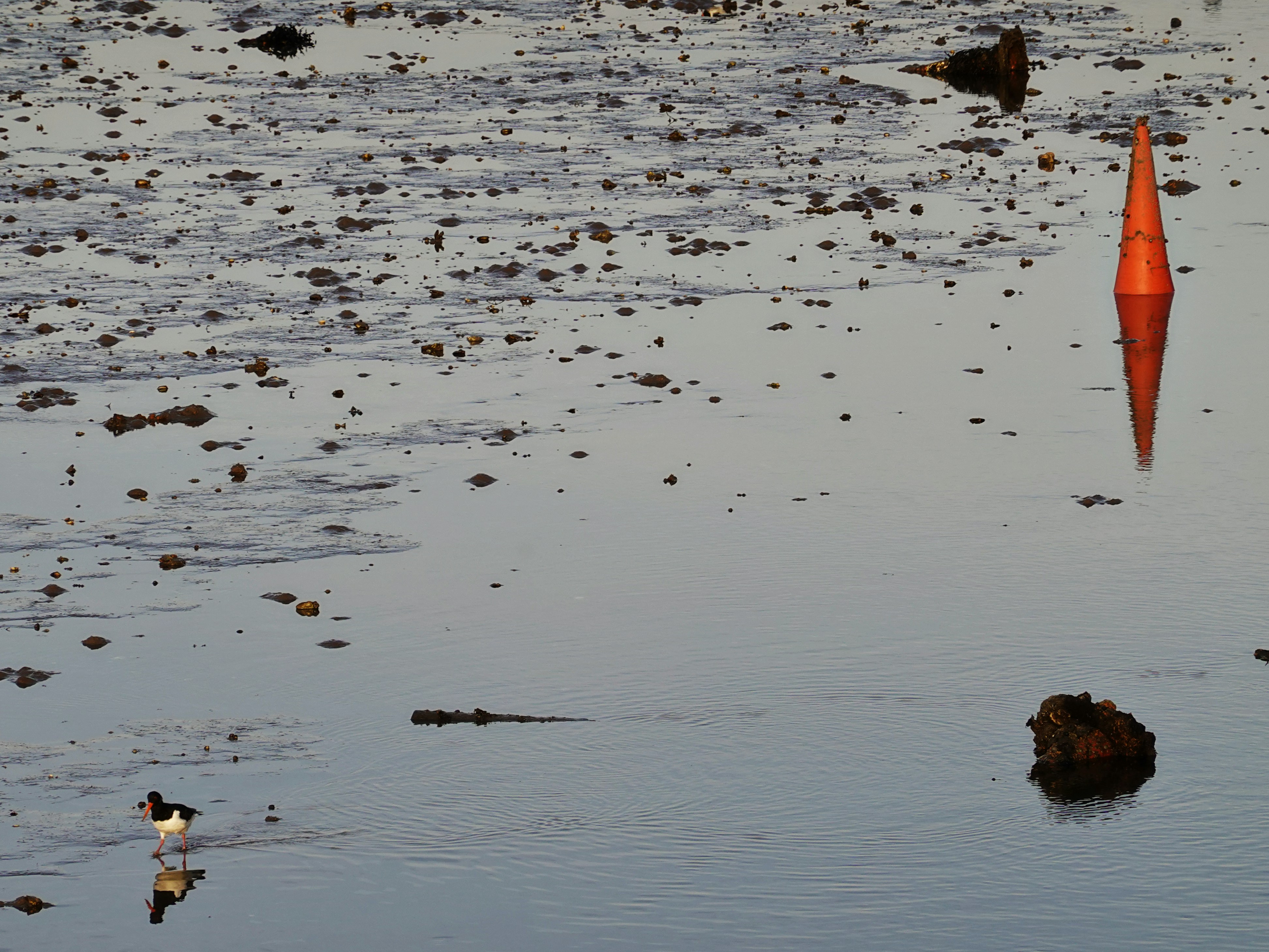 Red Buoy on Quiet Mudflats: A Tale of Reflections