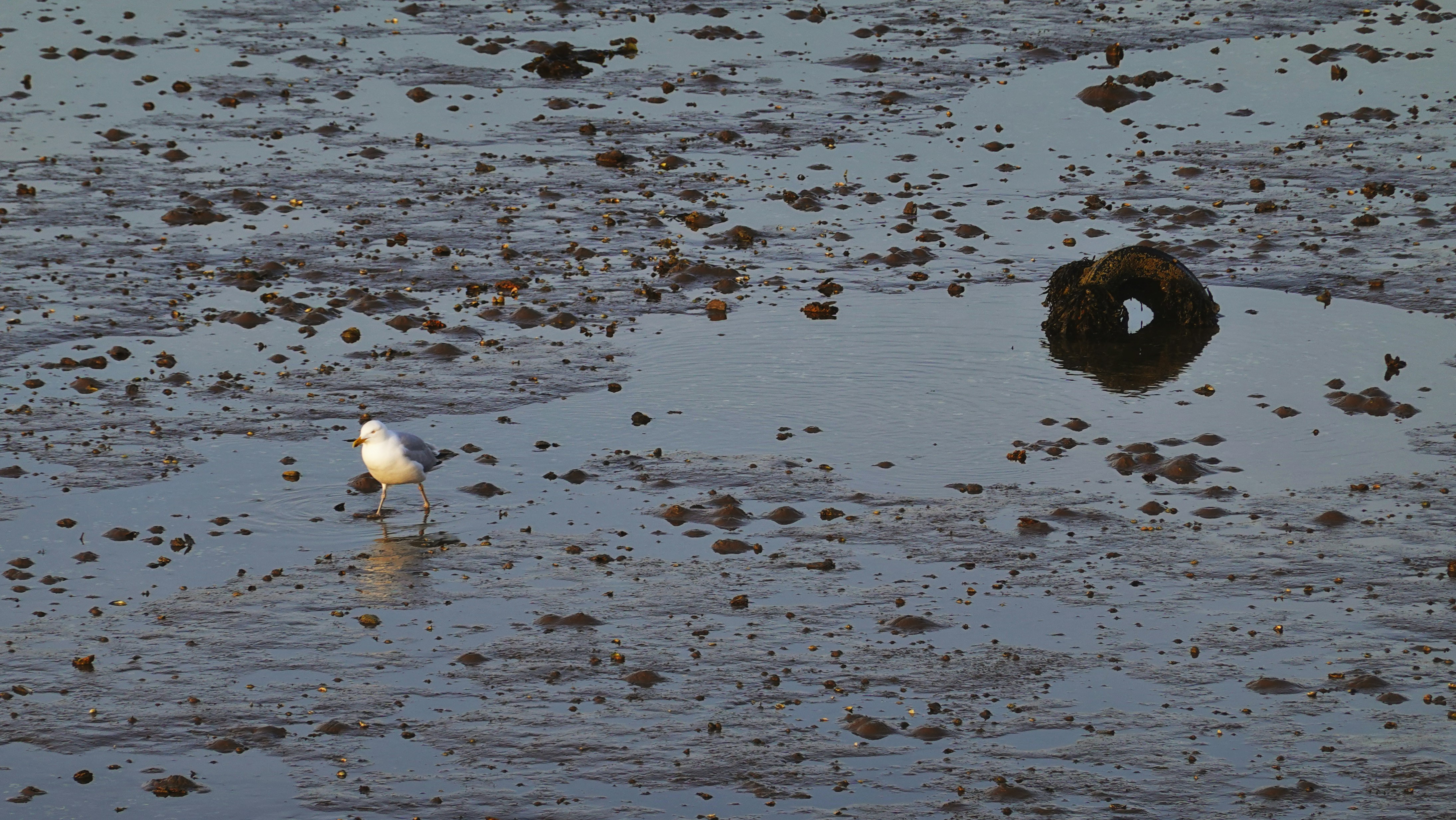 Lone Wader in a Tidal Lace