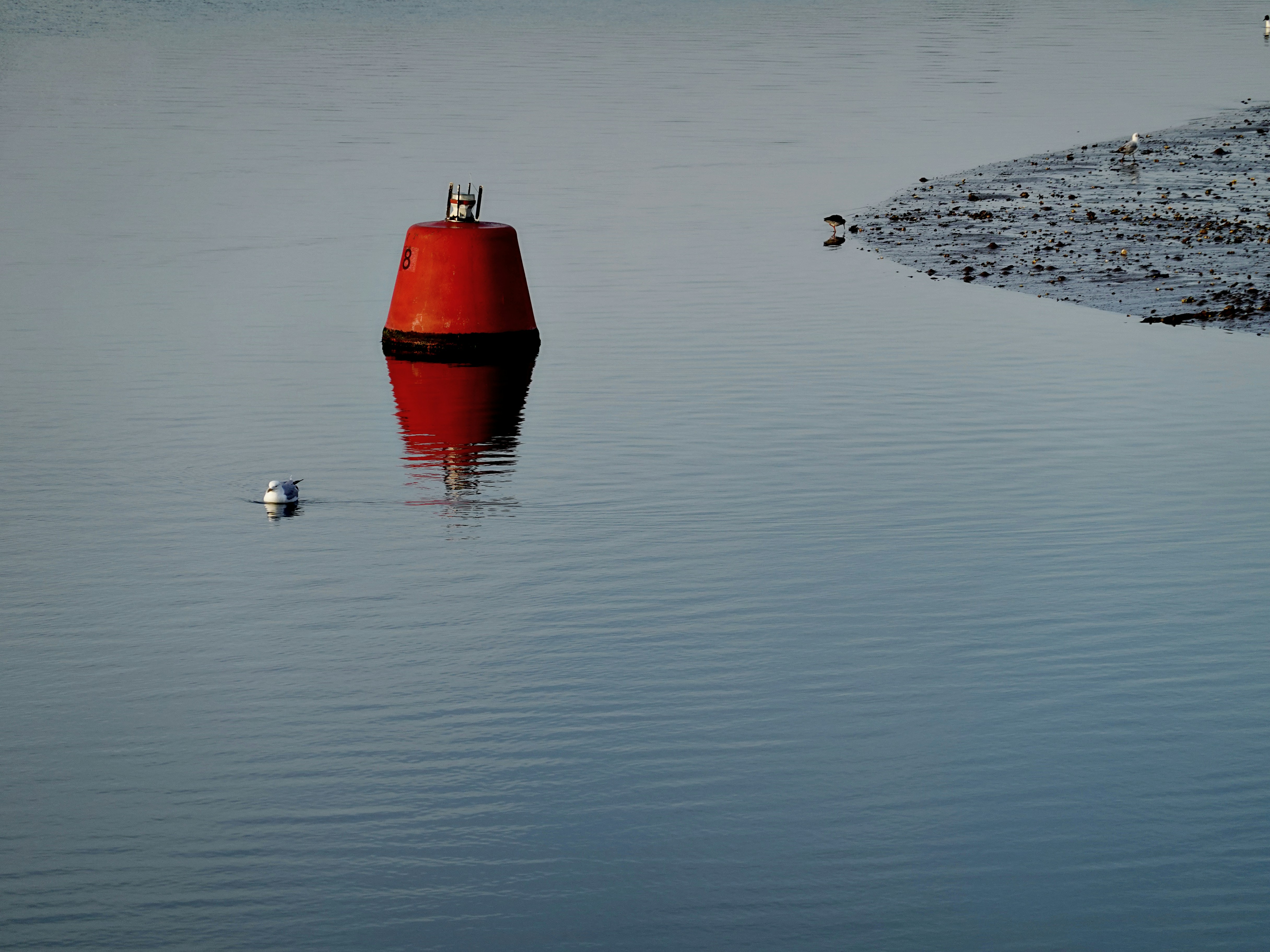 Red Buoy at Dusk: Quiet Ripples on a Calm Channel