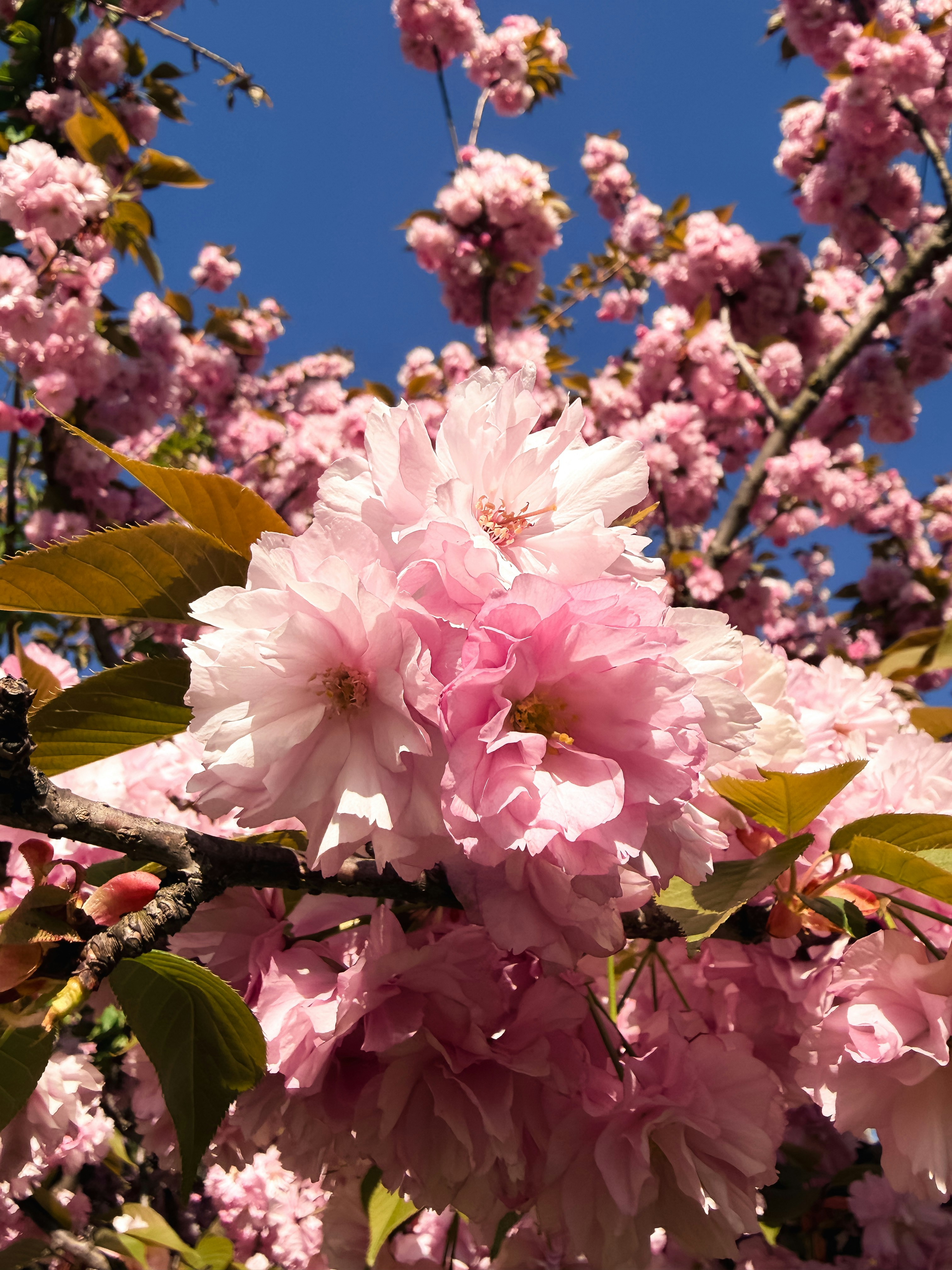 Blush Petals in a Sky-Blue Opening