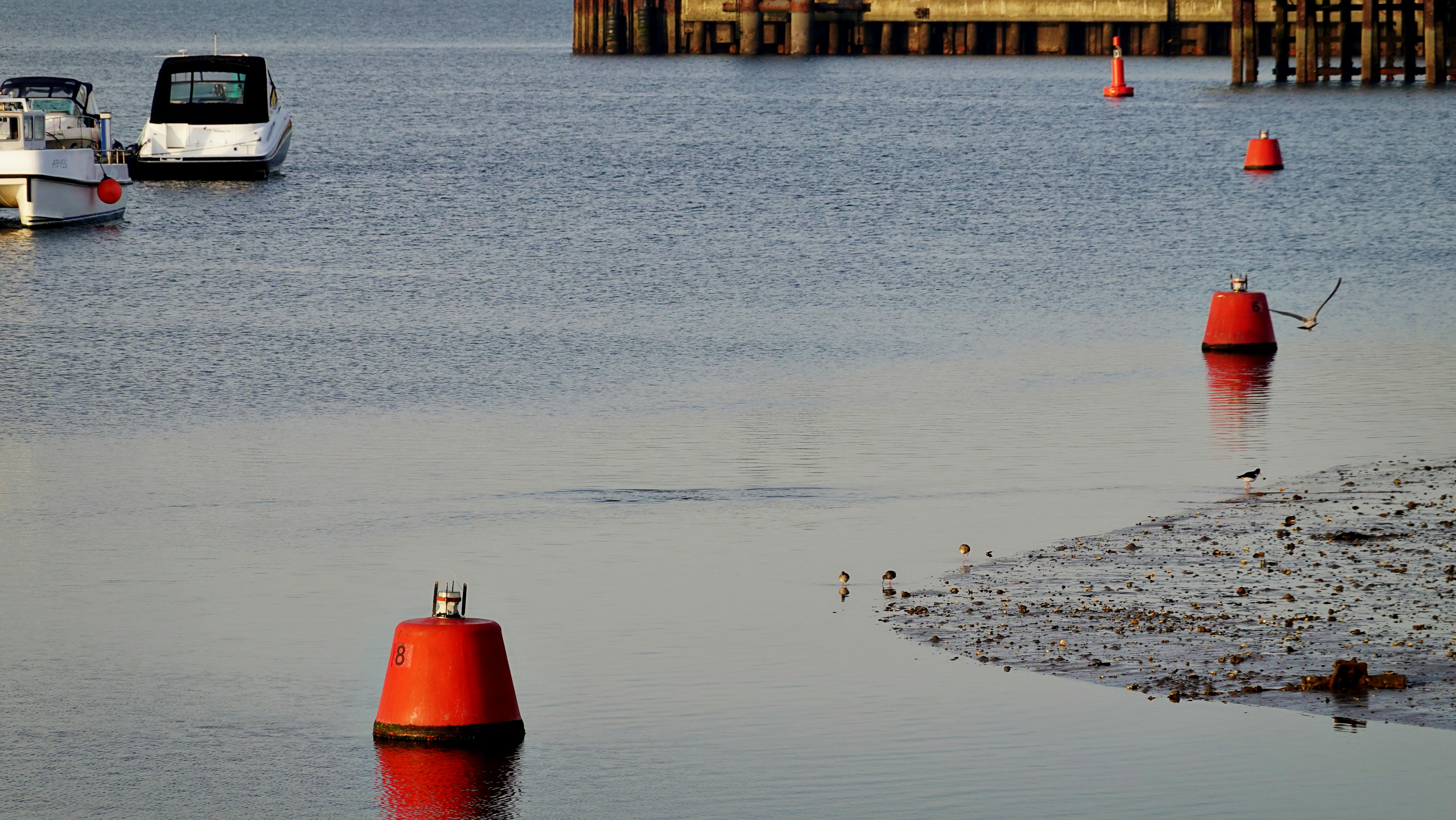 Red Buoys and Quiet Harbor: A Moment of Stillness by the Pier