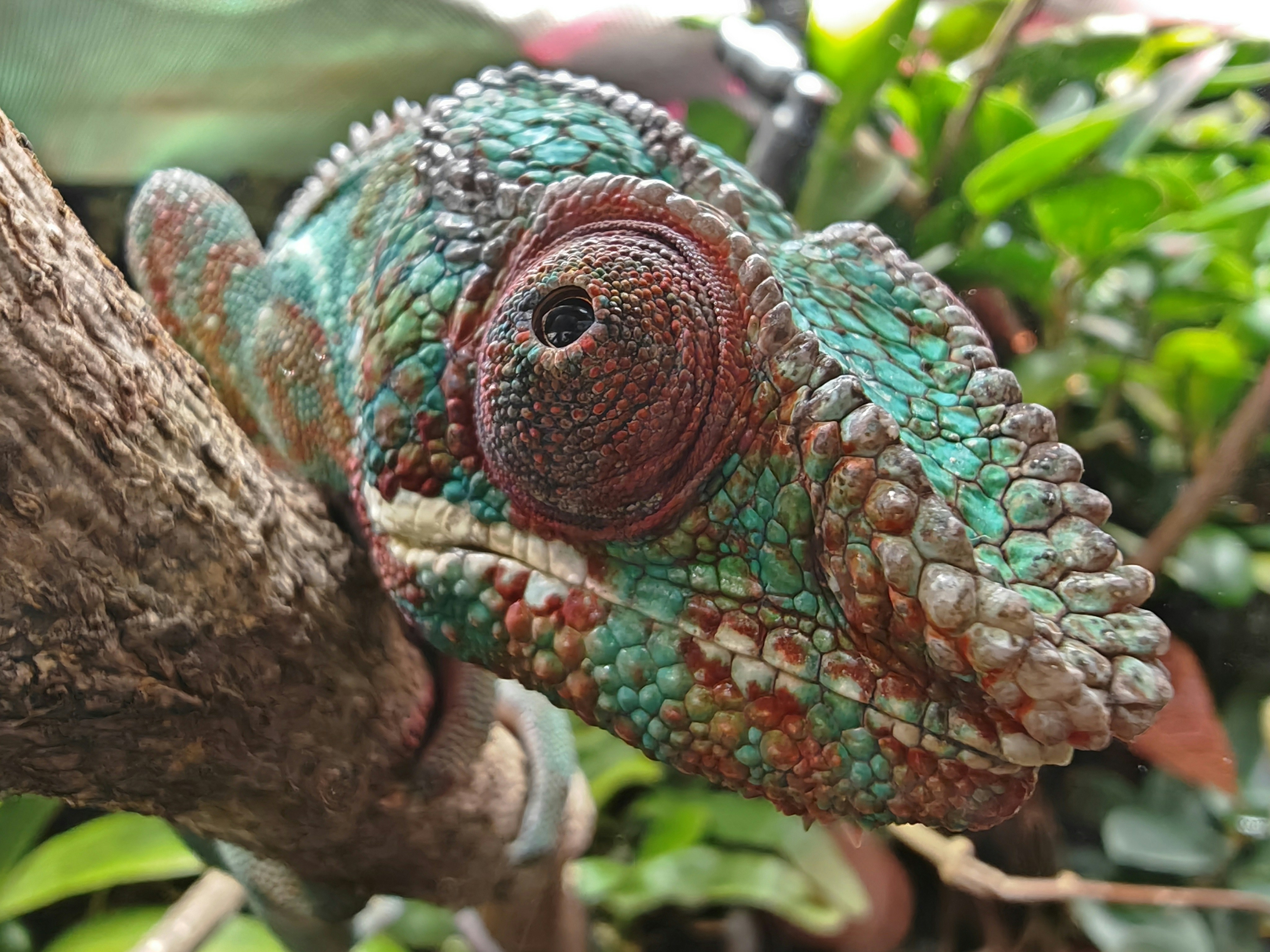 Emerald-Scaled Gaze: Close-Up of a Chameleon in Foliage