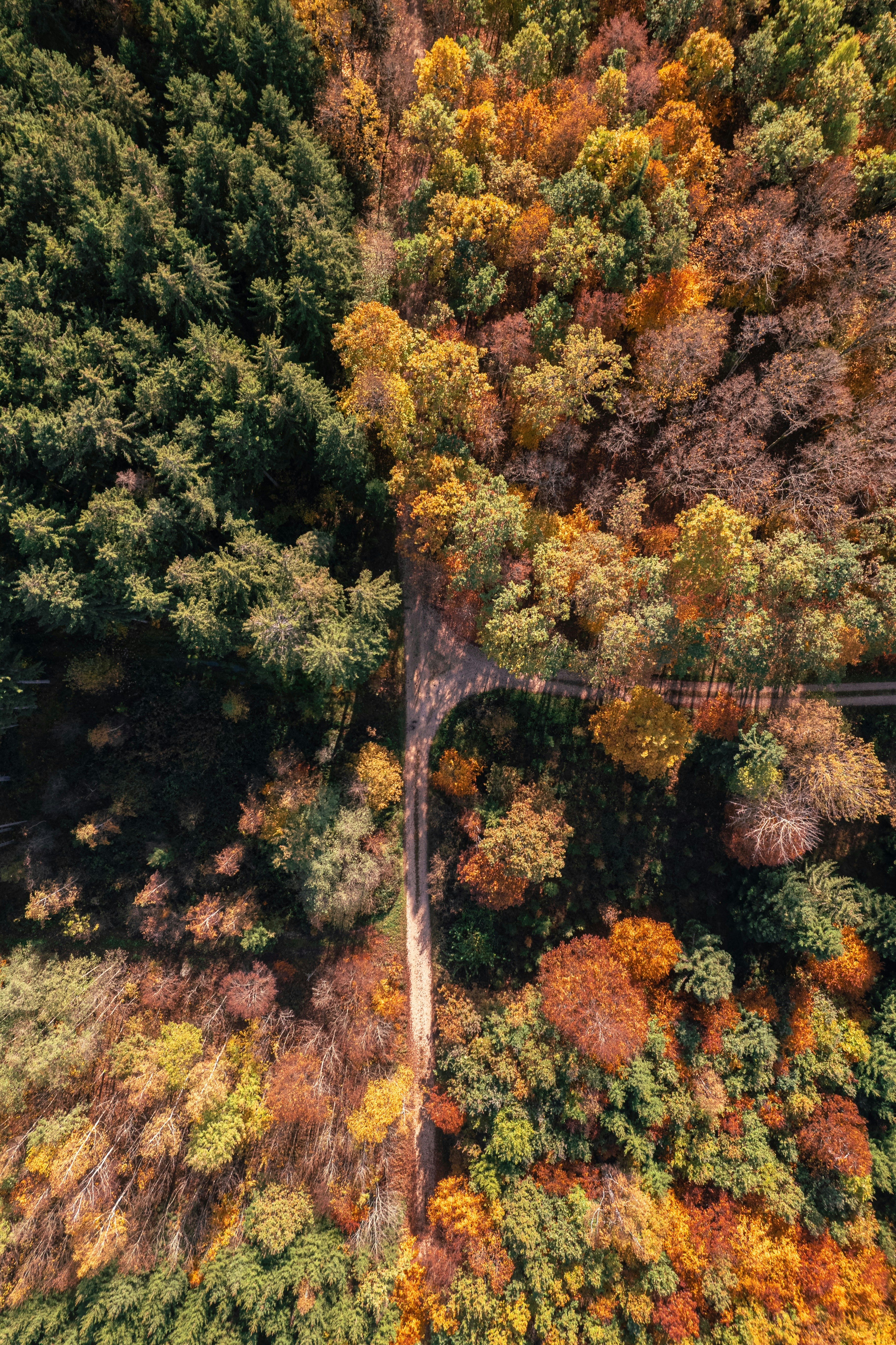 Autumn Ribbon: A Forestry Path Woven Through Golden Canopy