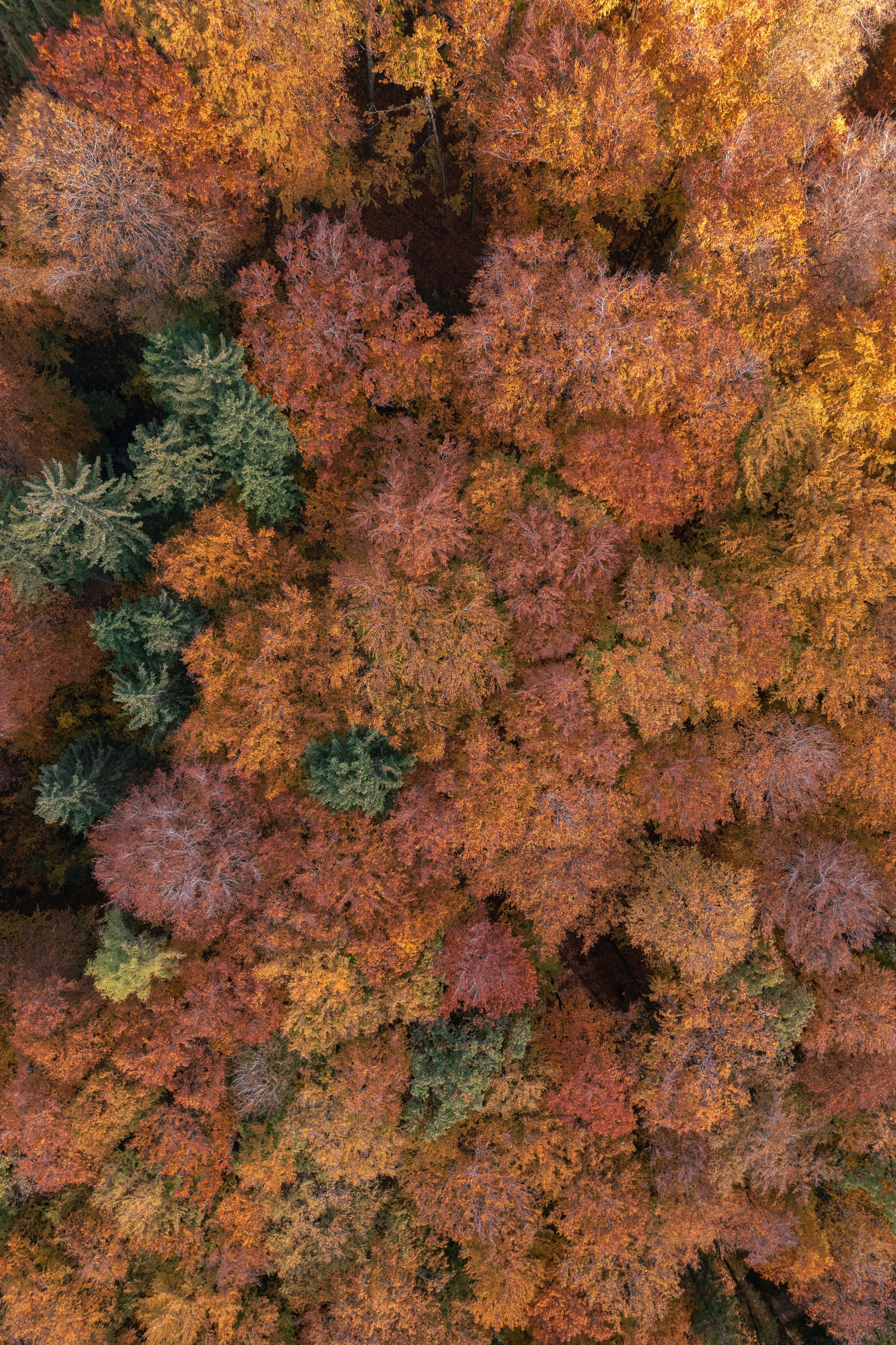 Autumn Cosmos: Aerial Quilt of Fall Foliage