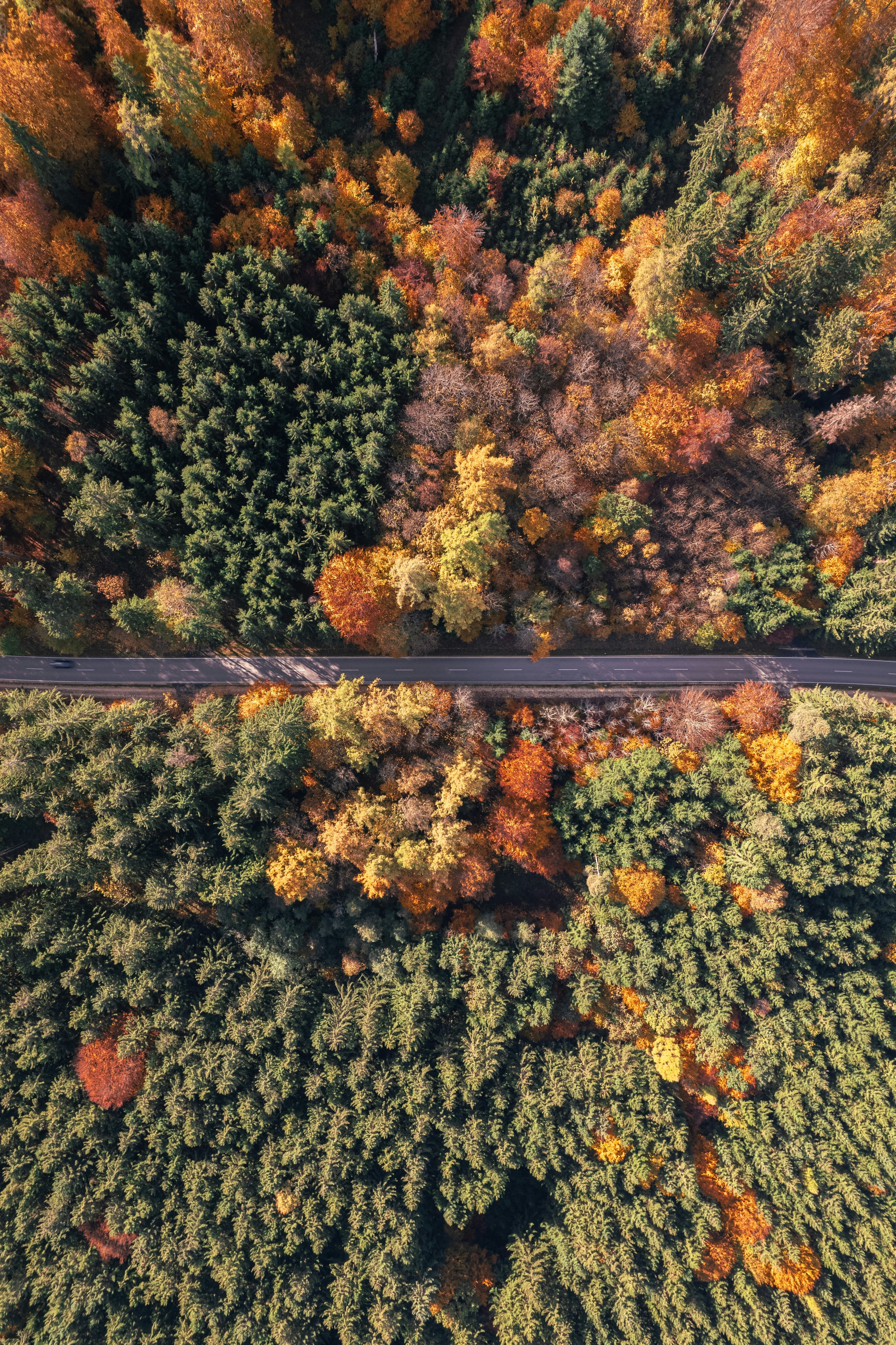 Autumn Ribbon: A Forest Road Winding Through Fall Colors