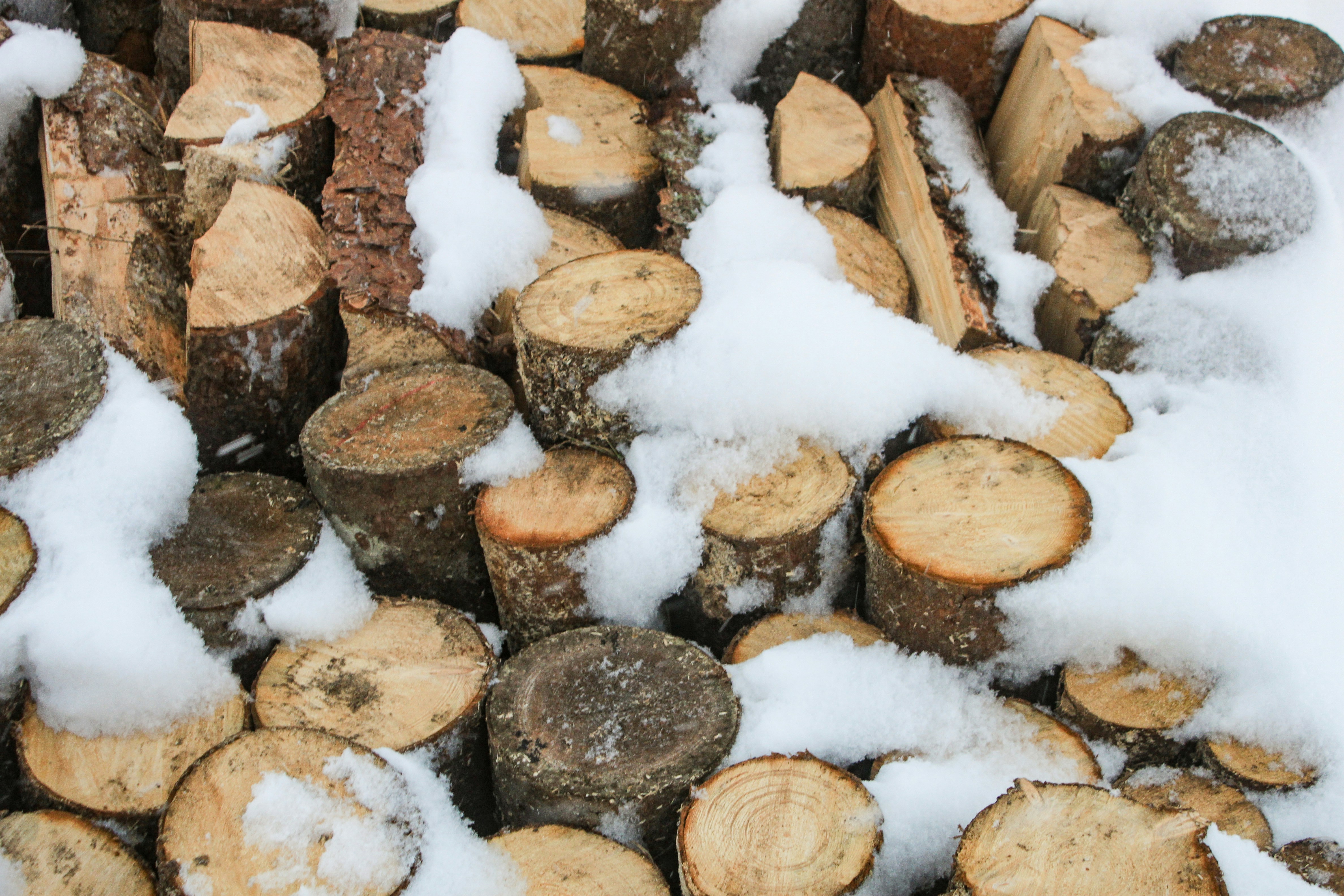 Snow-dusted log cross-section mosaic