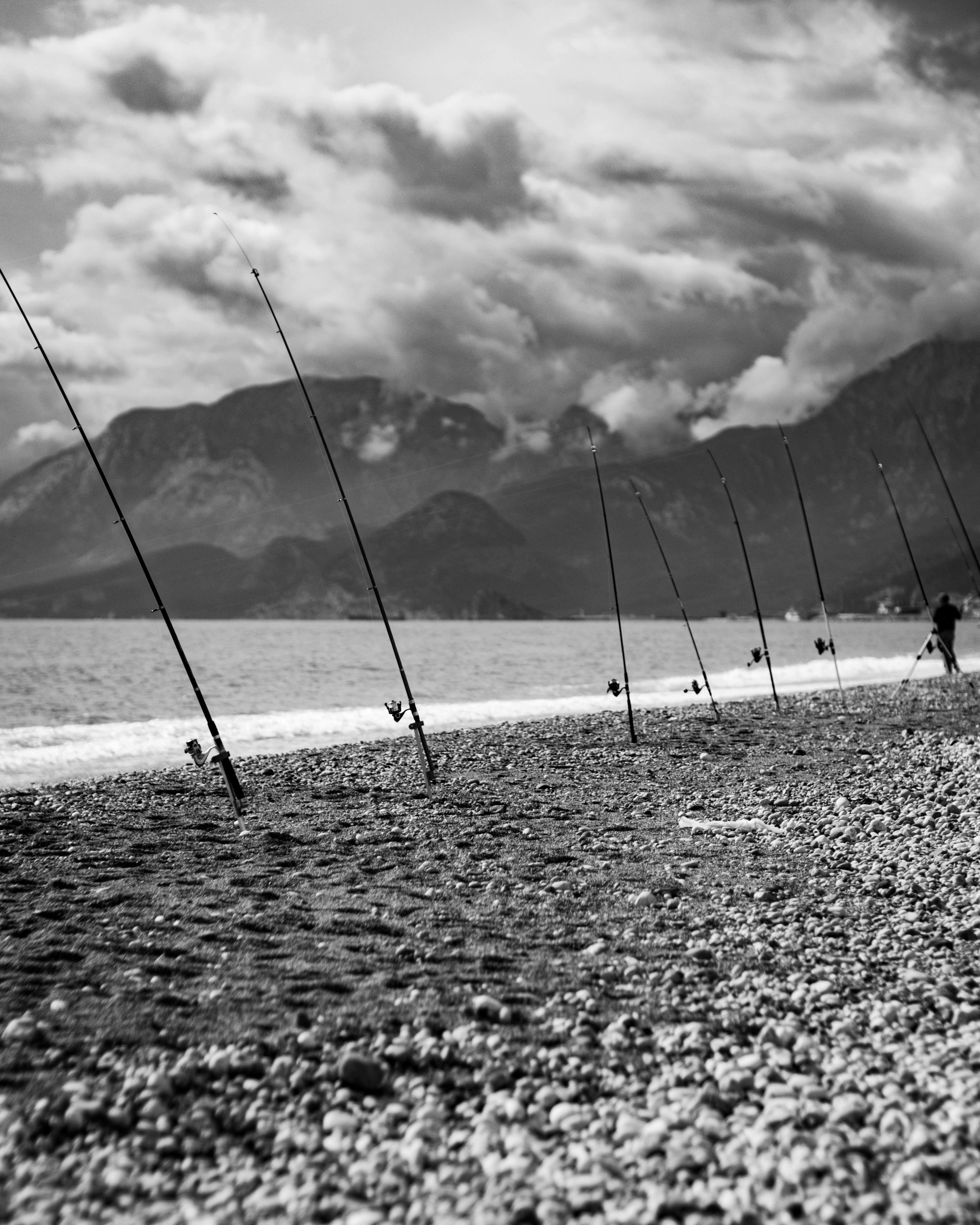 Coastal Rods: A Quiet Line of Robustes along a Pebbled Beach