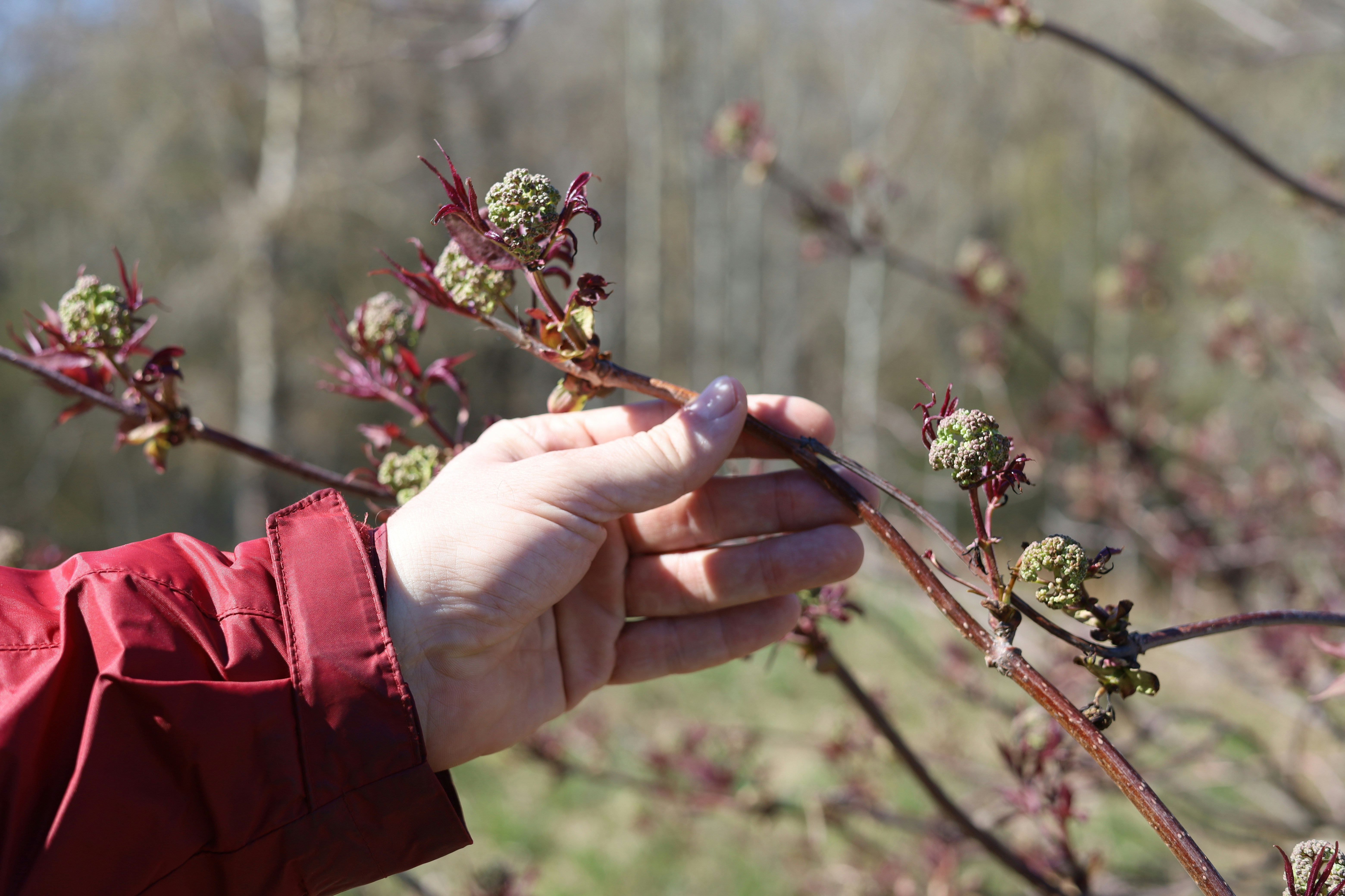 Hand Harvesting Buds: A Close-Up of Pruning in an Orchard