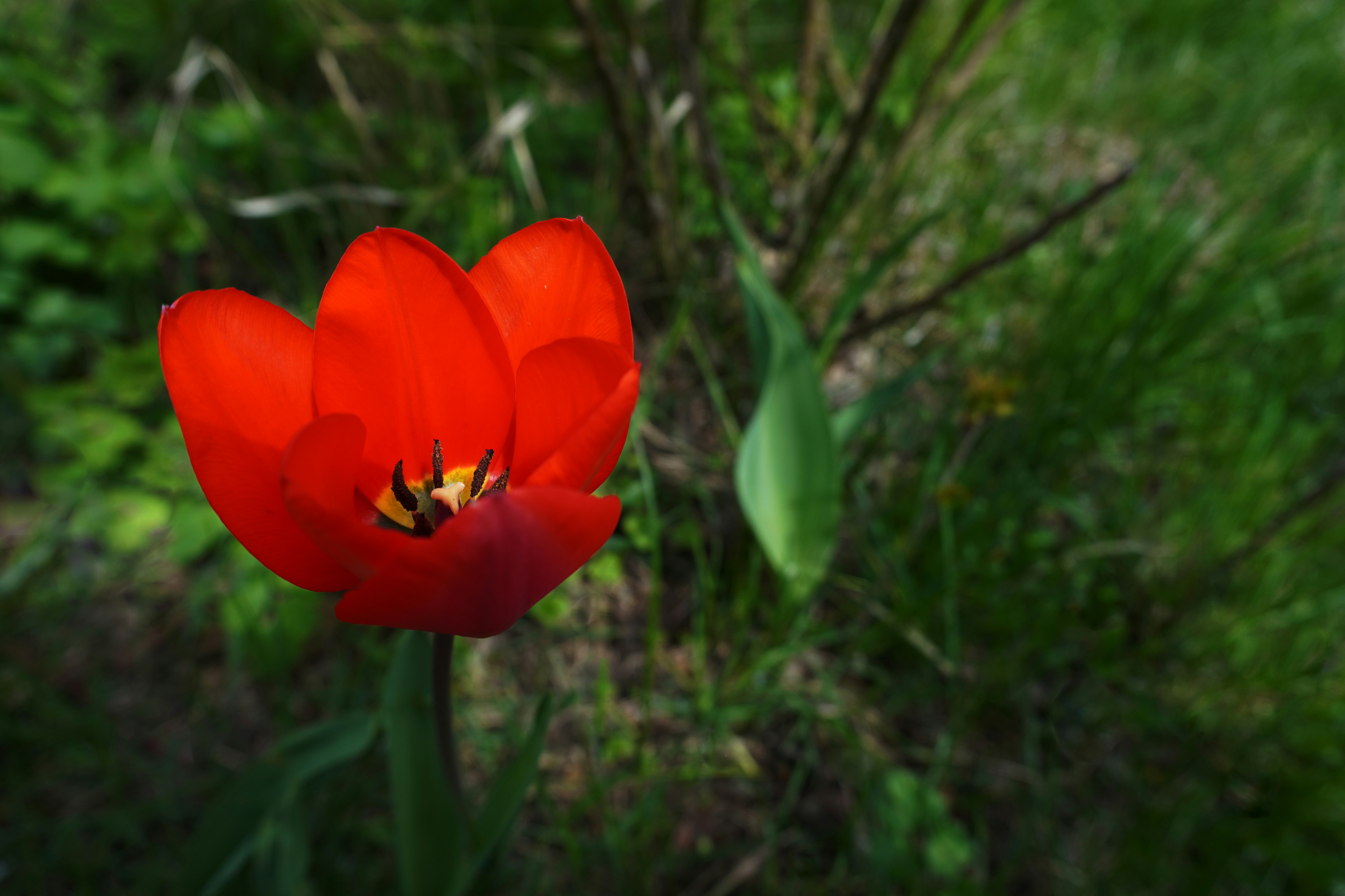 Crimson Tulip in a Quiet Green Vale