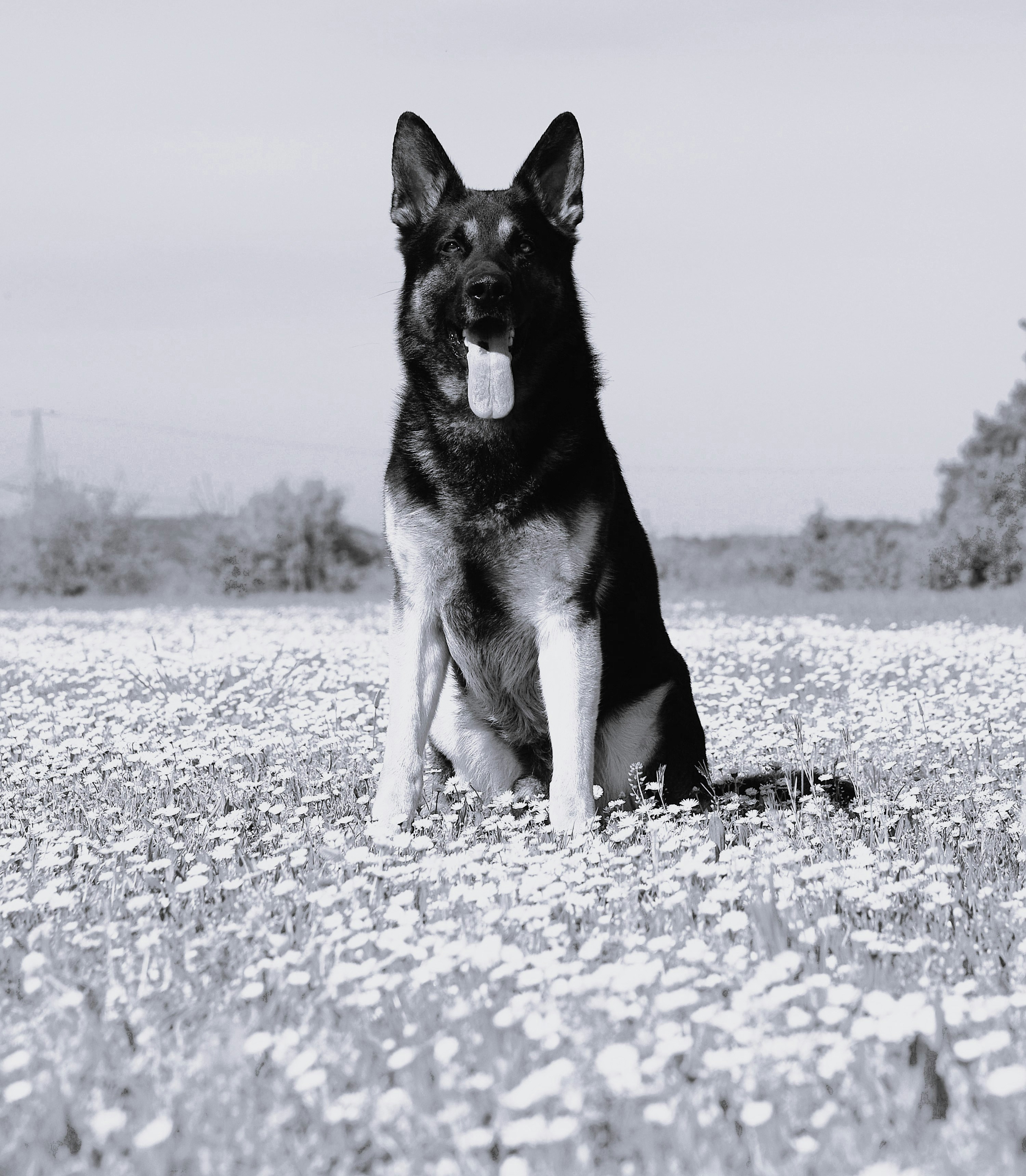 Stately German Shepherd Anchored in a Field of Daisies