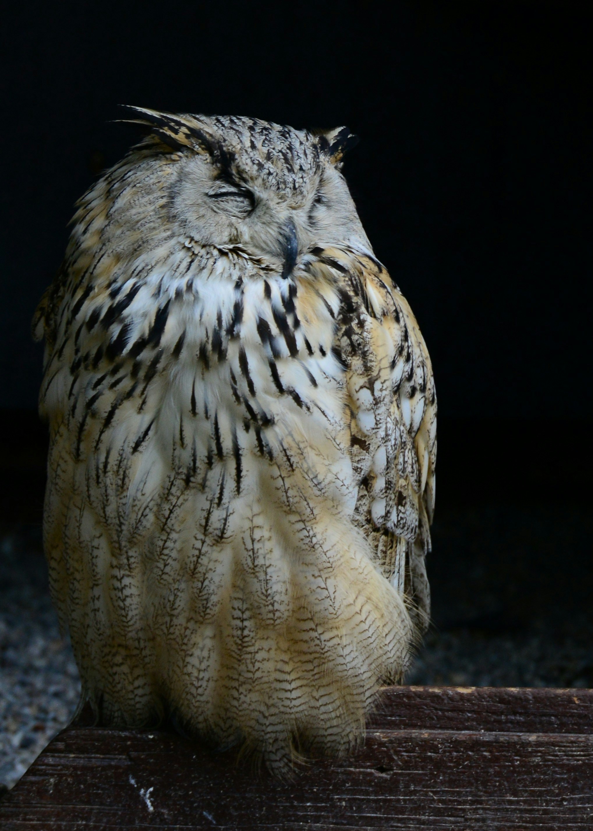 Sleepy Sentinel of the Dawn: A Burrowing Owl in Quiet Shadow