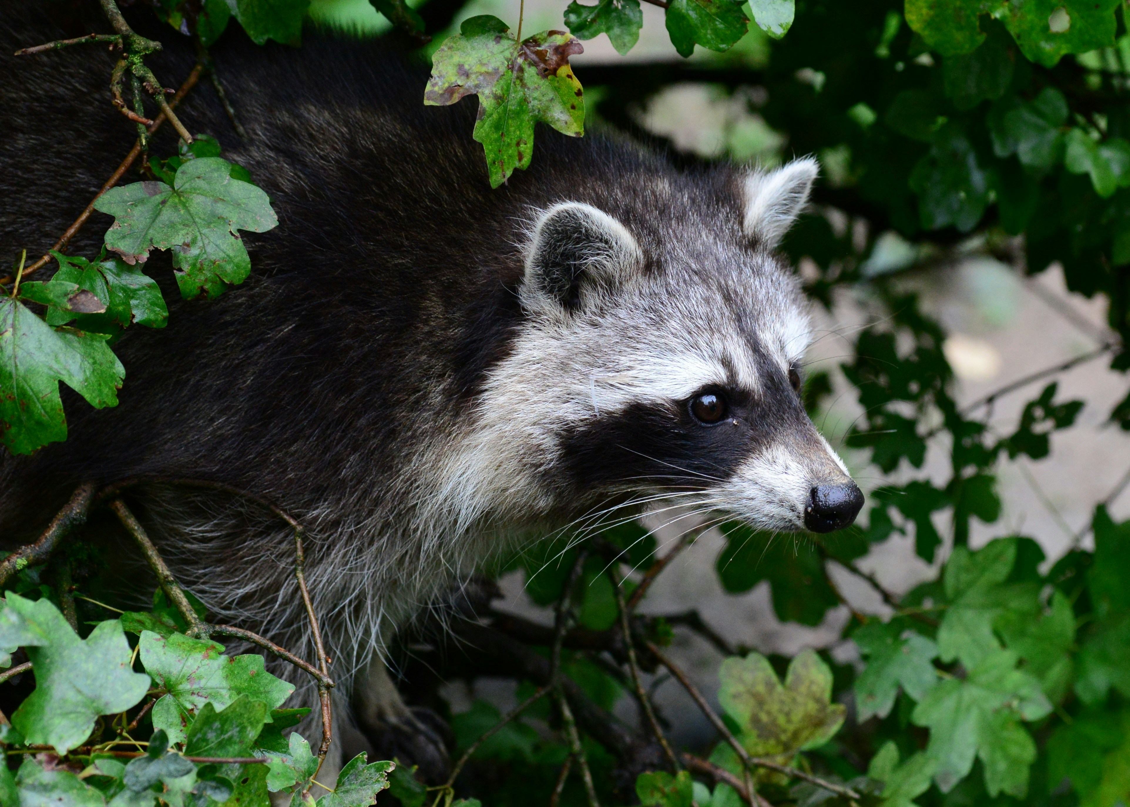 Shadowed Forager Among Green Veils