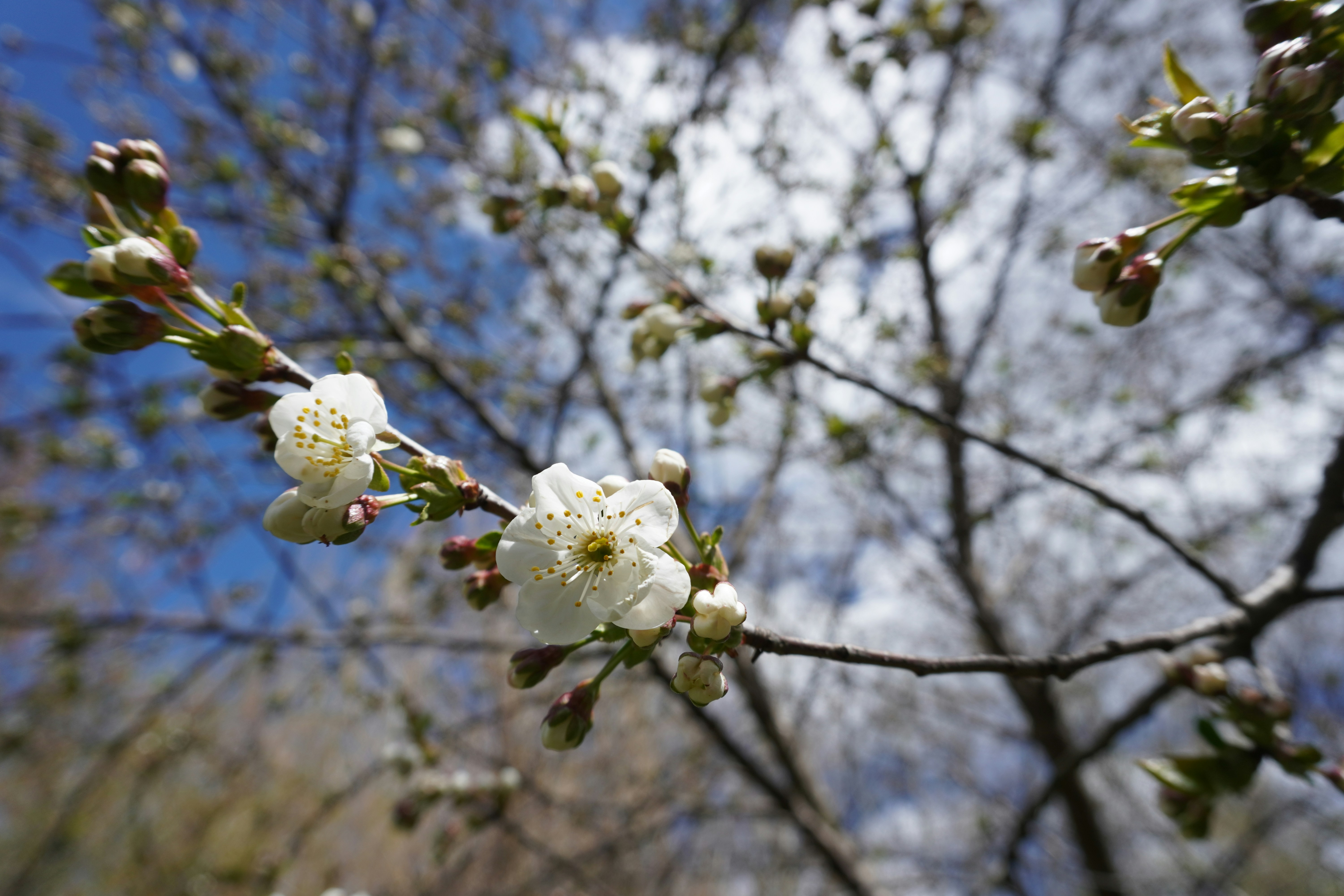 Blooming Branch in Focus Under Spring Sky