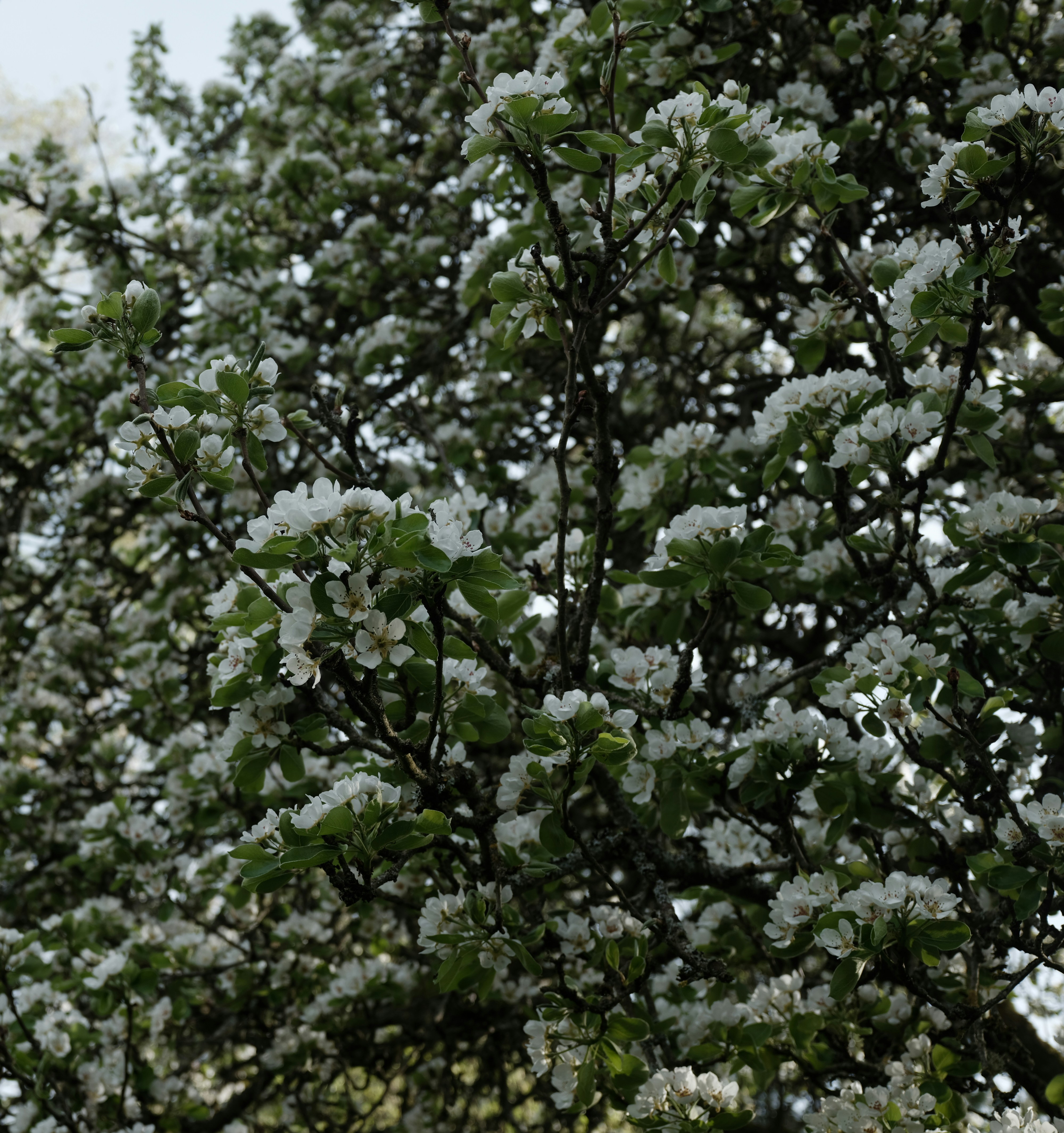 Blooming White on Dark Branches