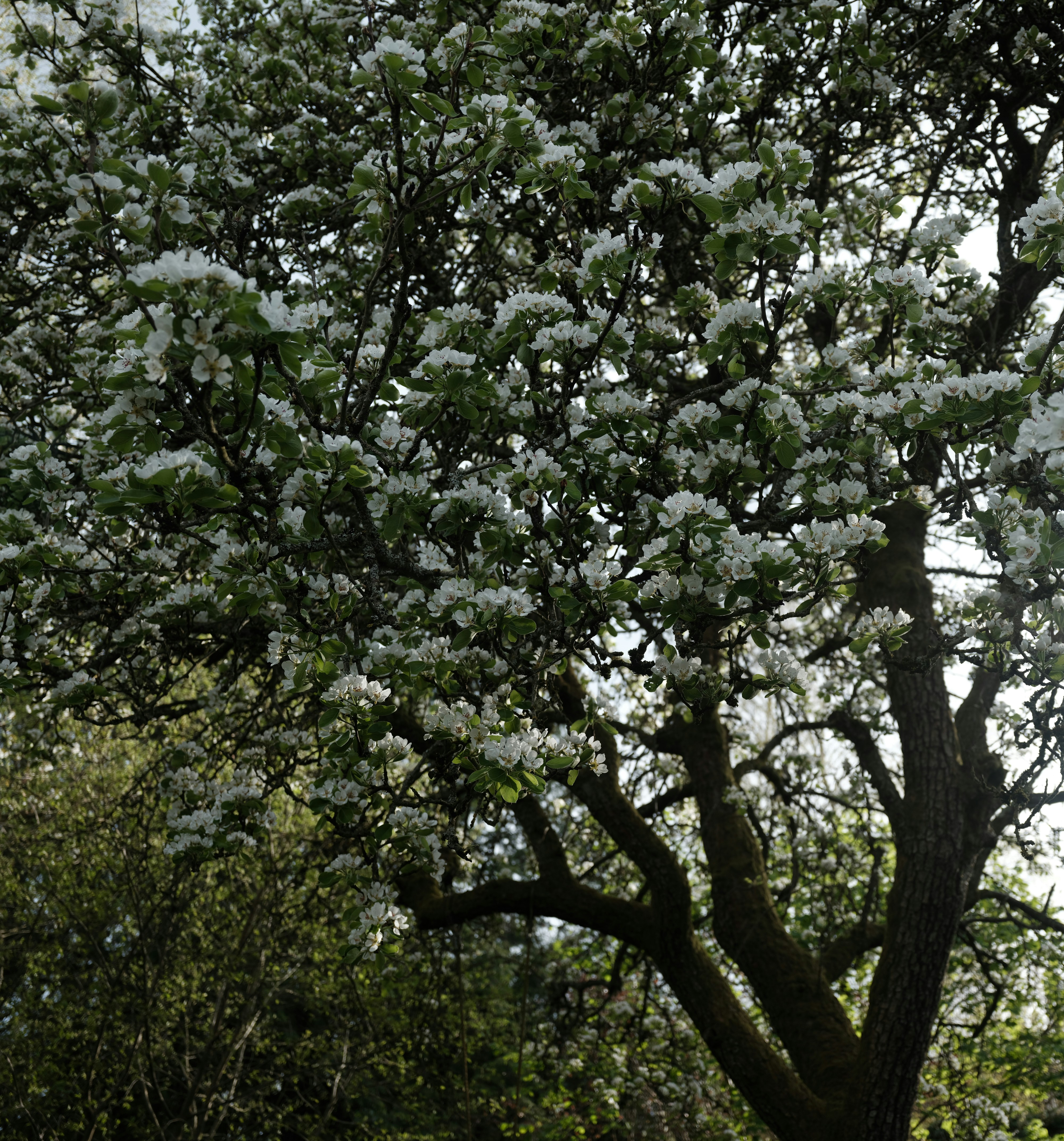 Blossoms of the Orchard: A Sunlit Canopy in Bloom