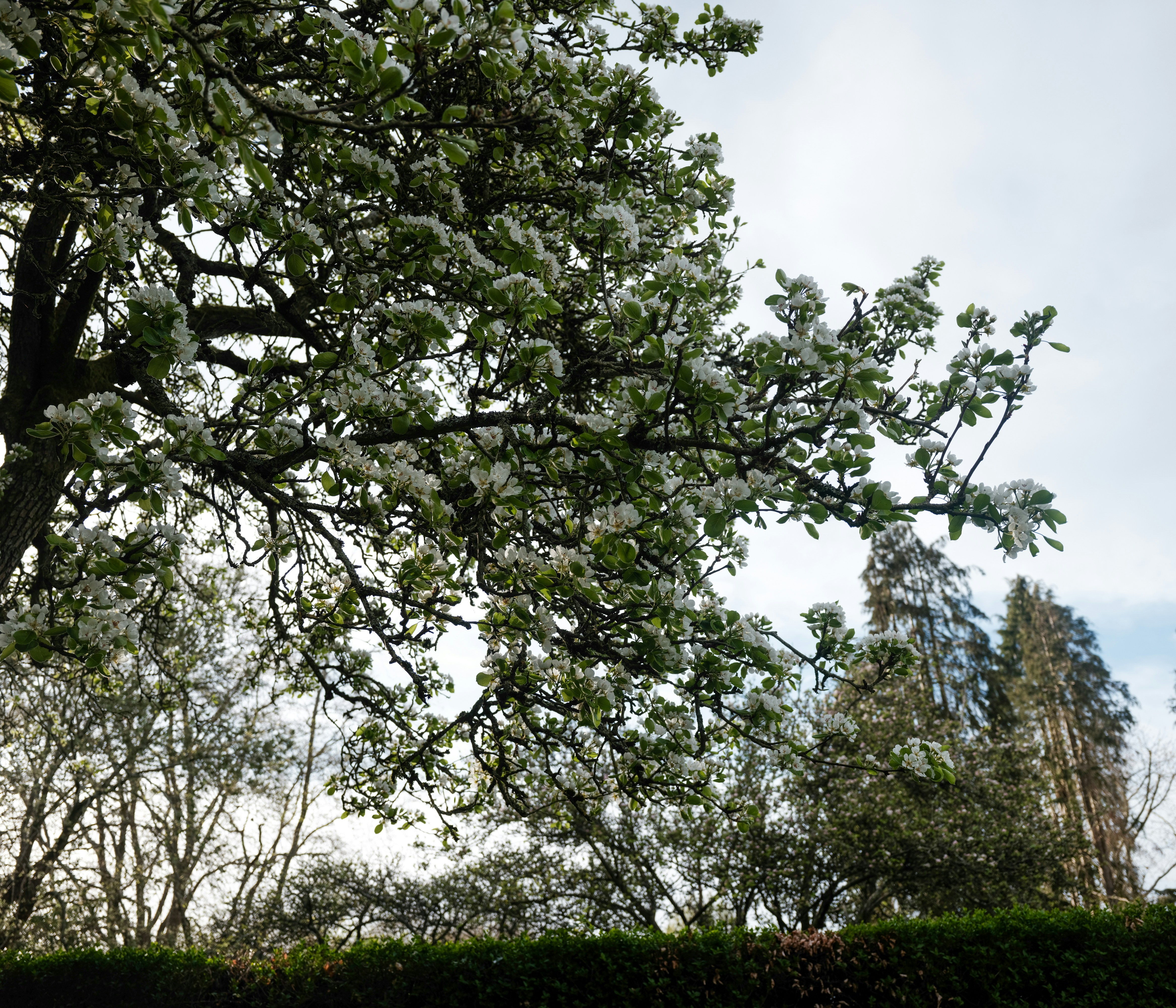 Blossomed Branches Over a Quiet Park