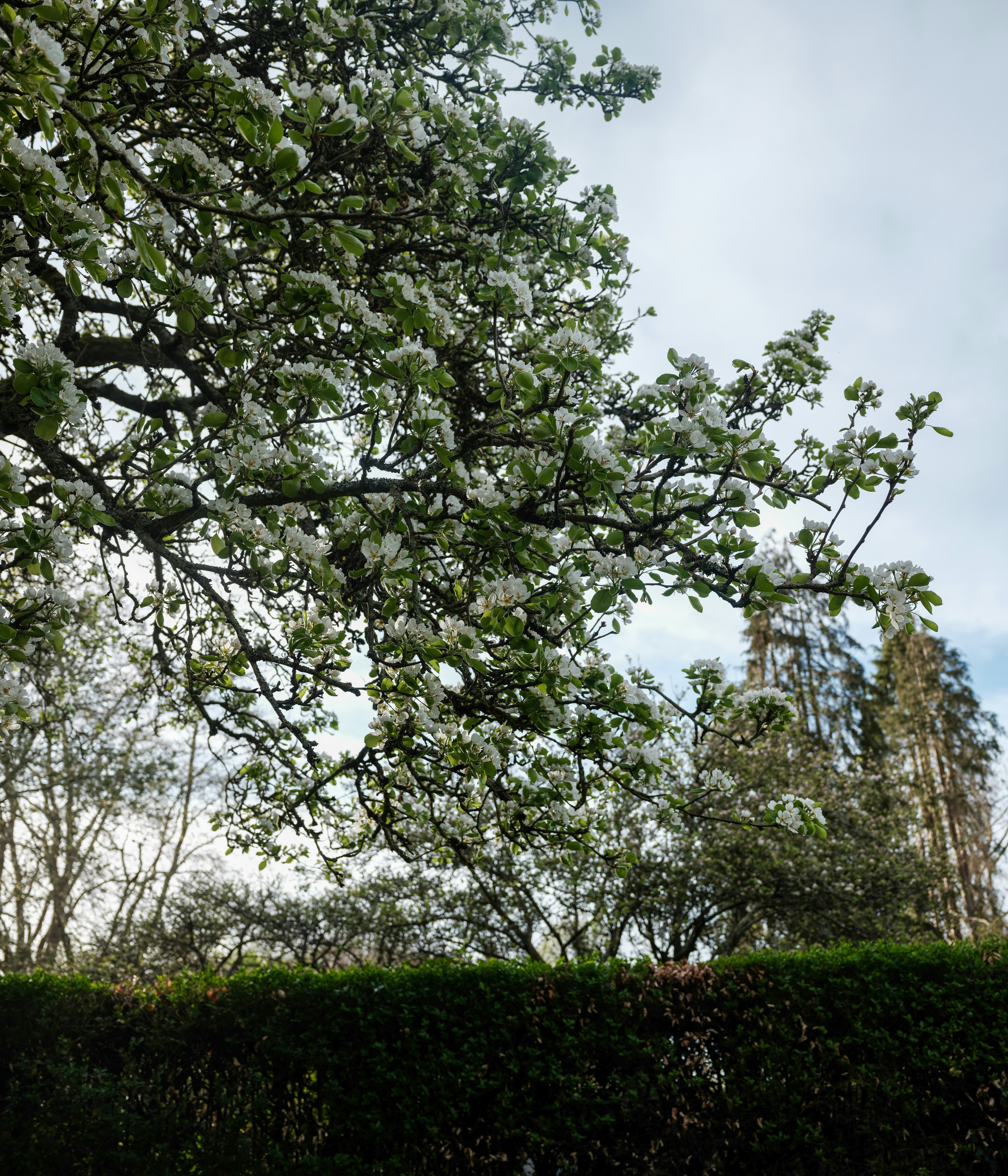 Blossoming Canopy Framing a Quiet Hedge
