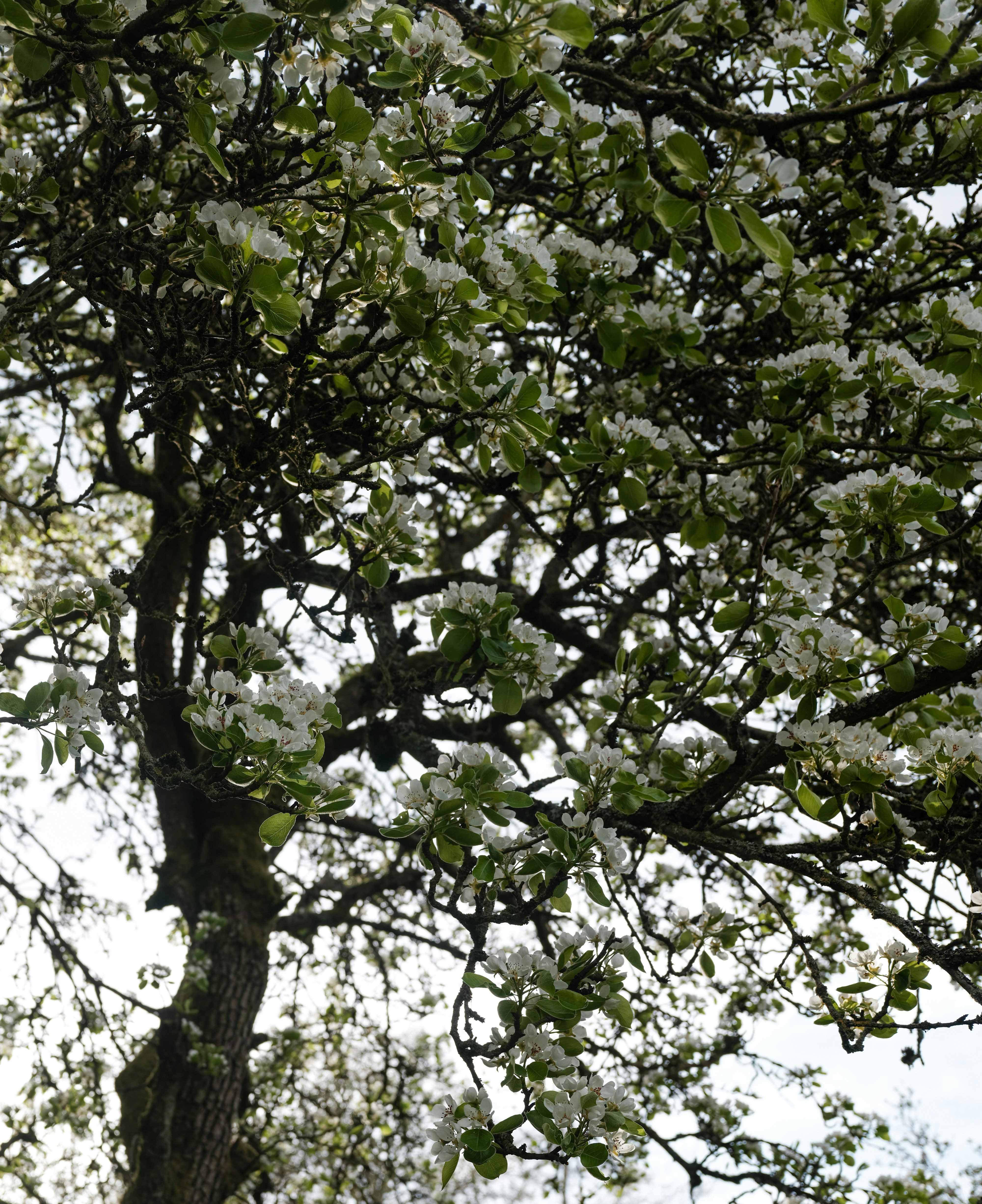 Blooming Canopy: White blossoms Framing a Trunk